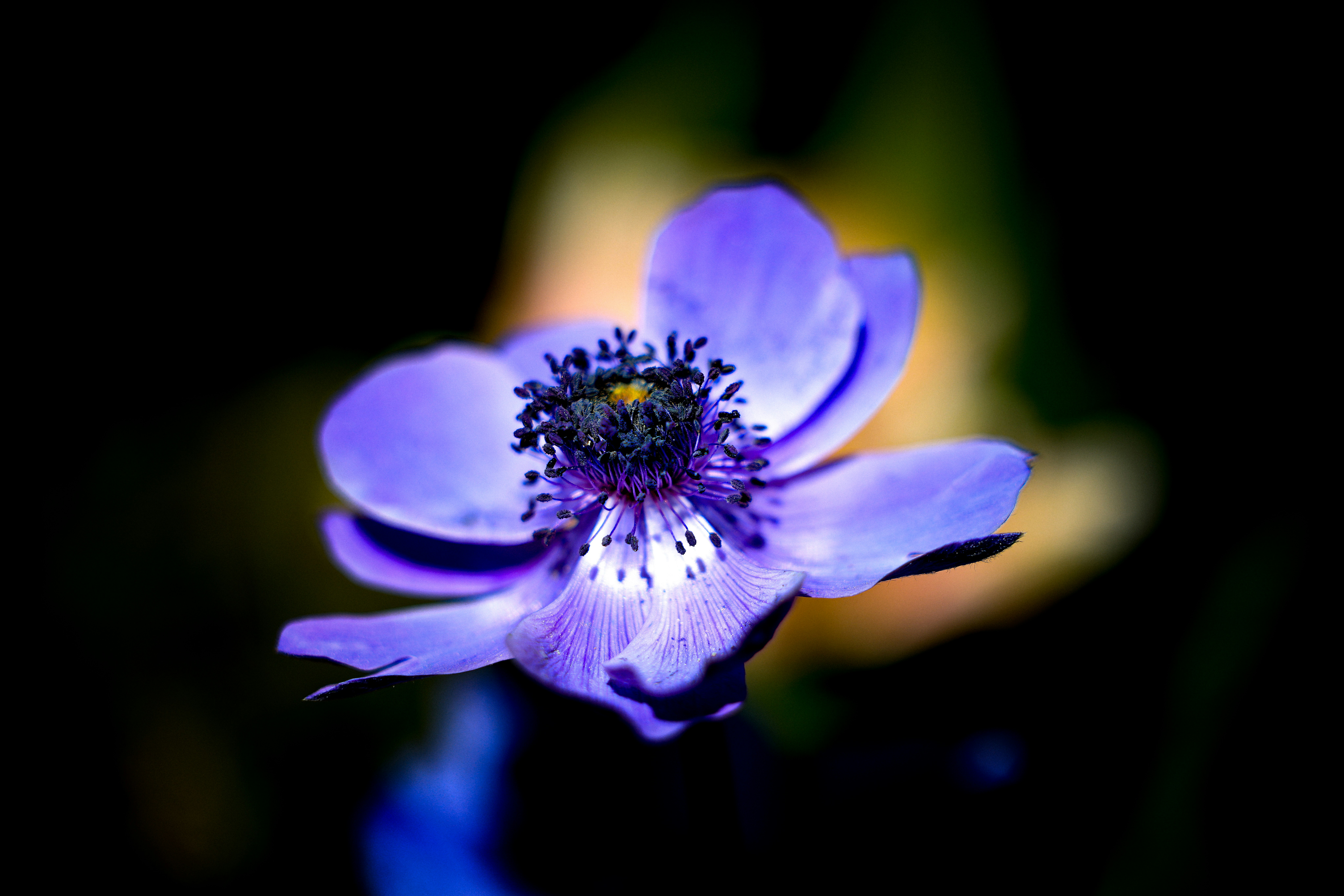 Violet bloom: a close-up of a single iris-like petals against a dark backdrop