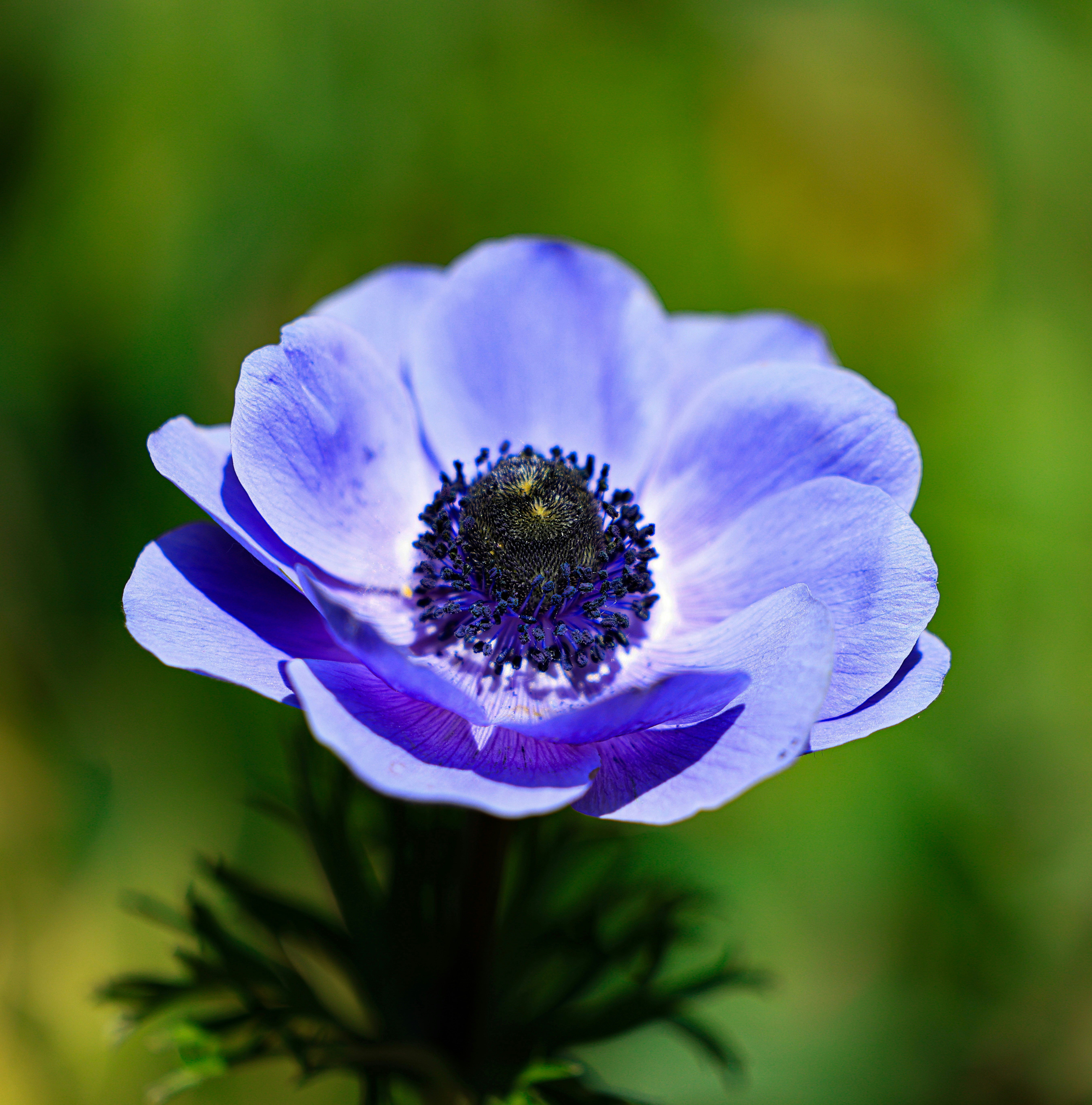 Violet Blossom Center Stage: A Macro Portrait of Color and Depth
