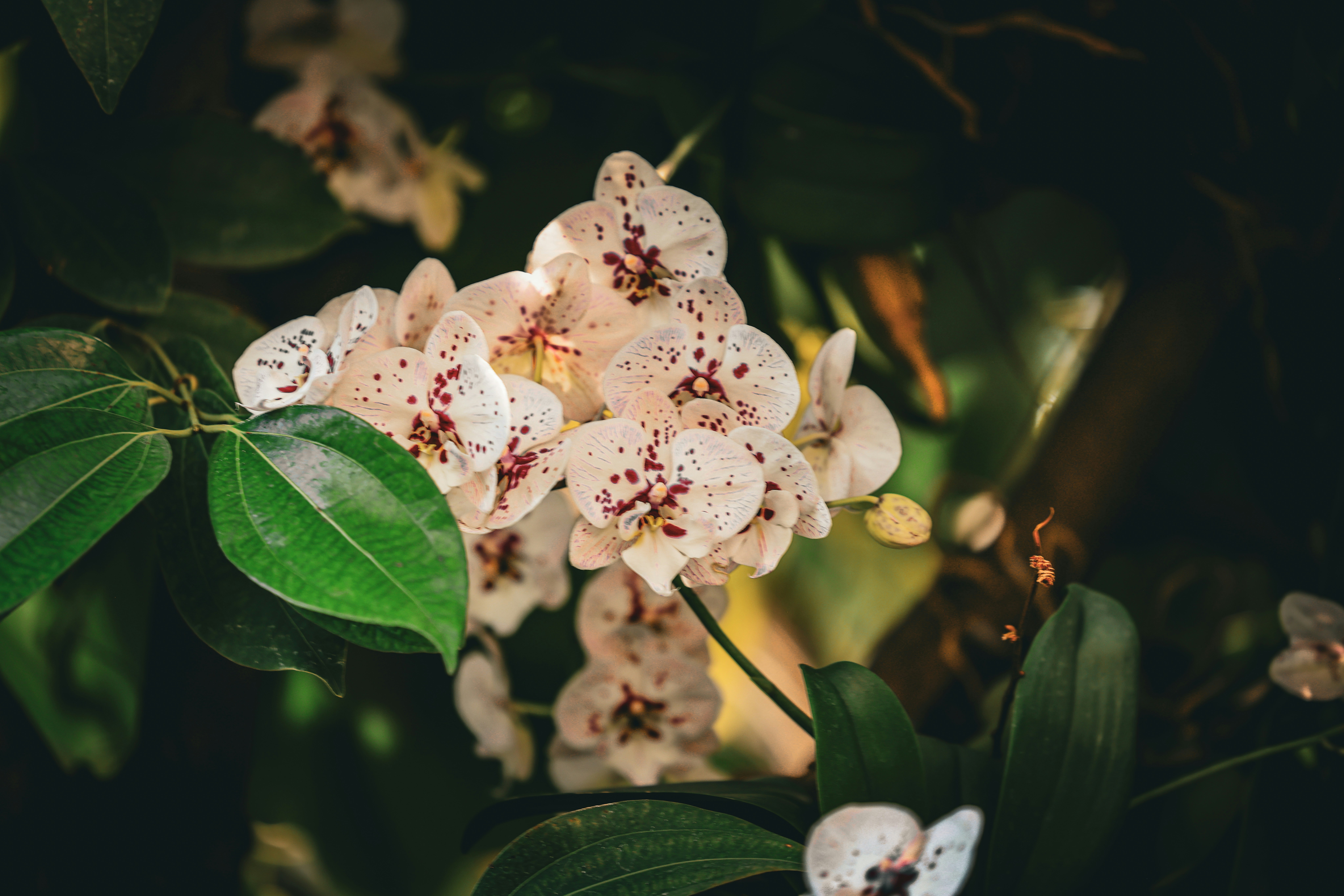 Whispering Blossoms: Corals of a Moonlit Garden