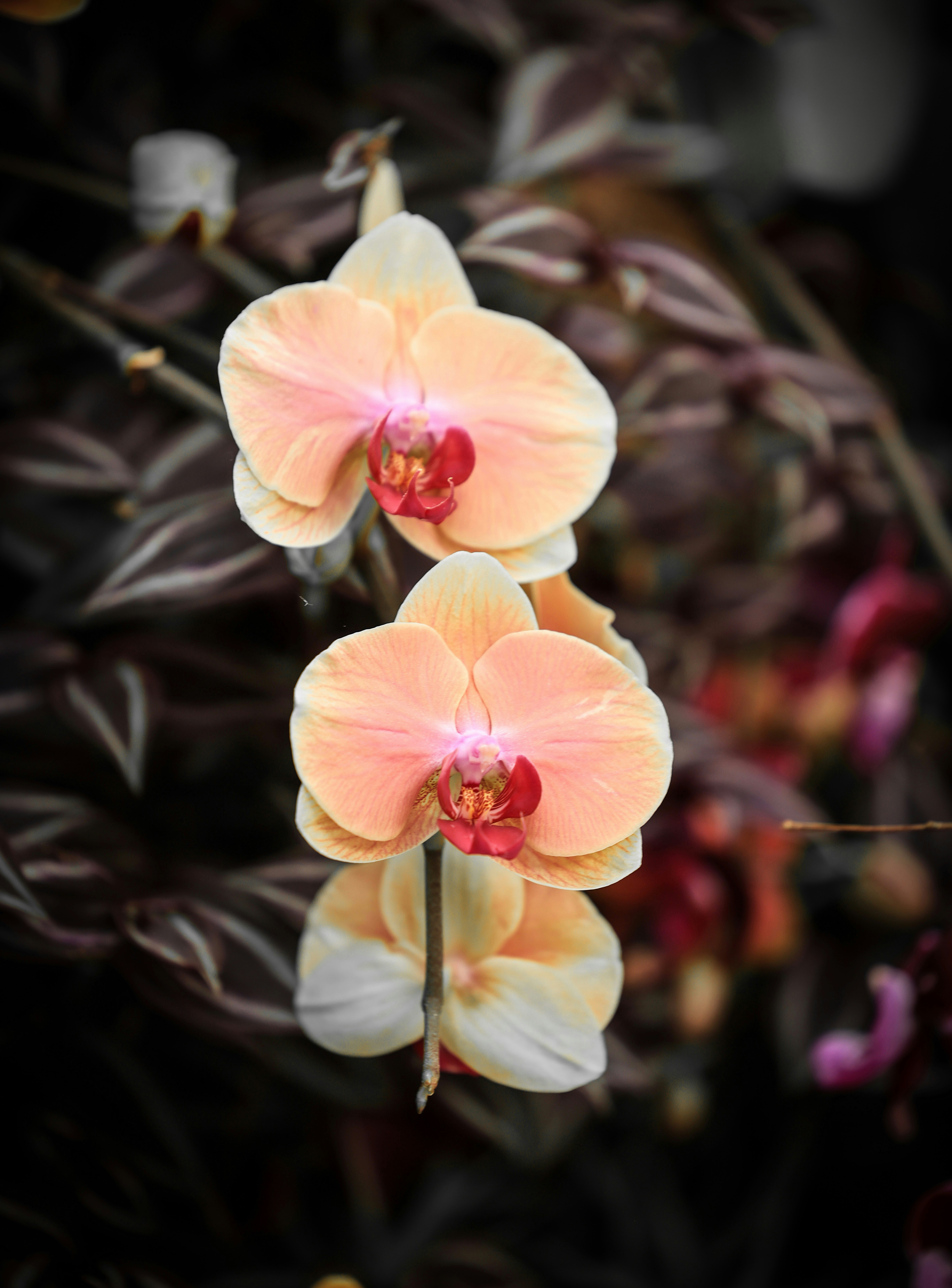 Peach Phalaenopsis Cascade: Dual Orchids in Soft Focus