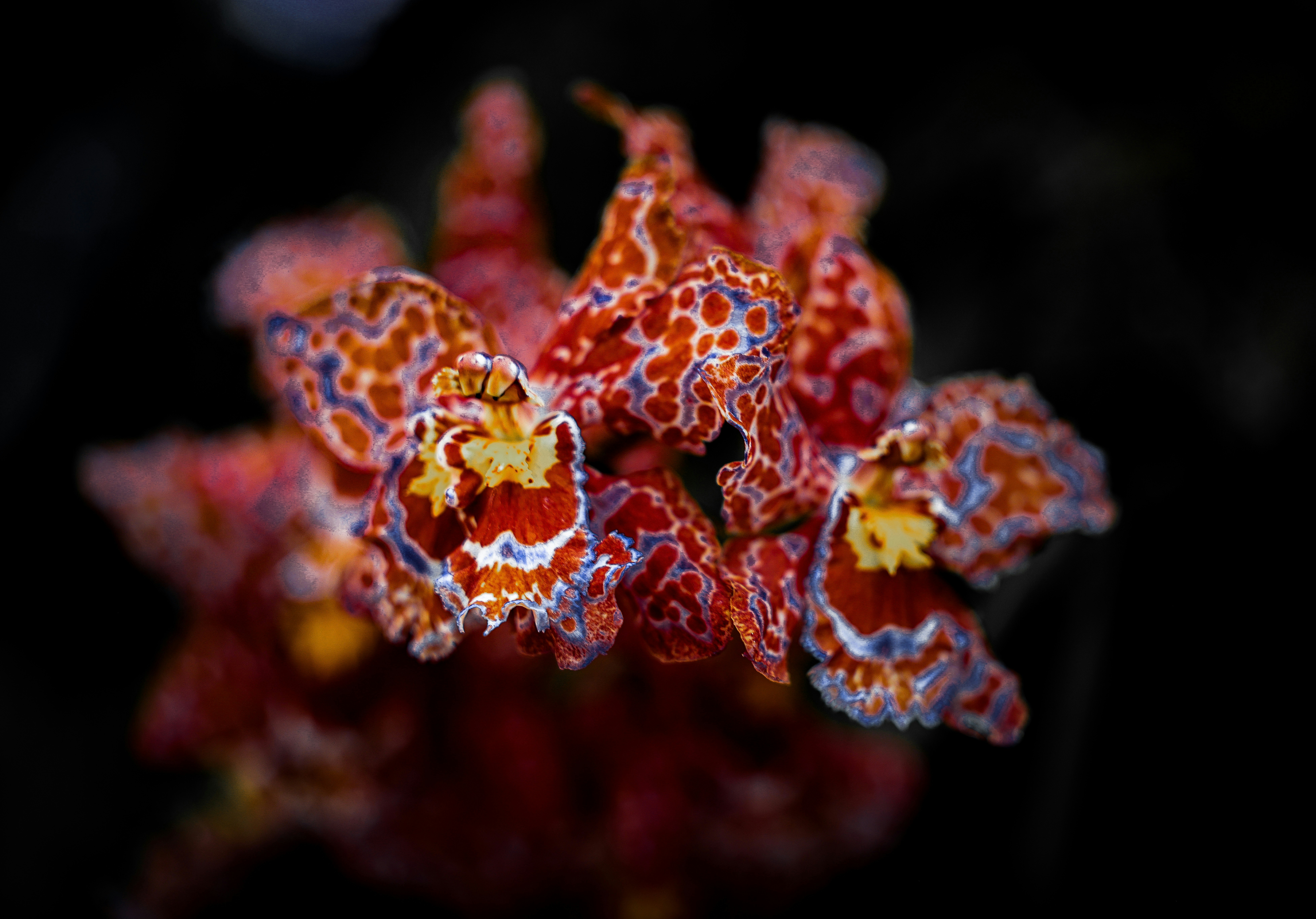 Crimson Orbs: A Cluster of Painted Glass-Like Flowers