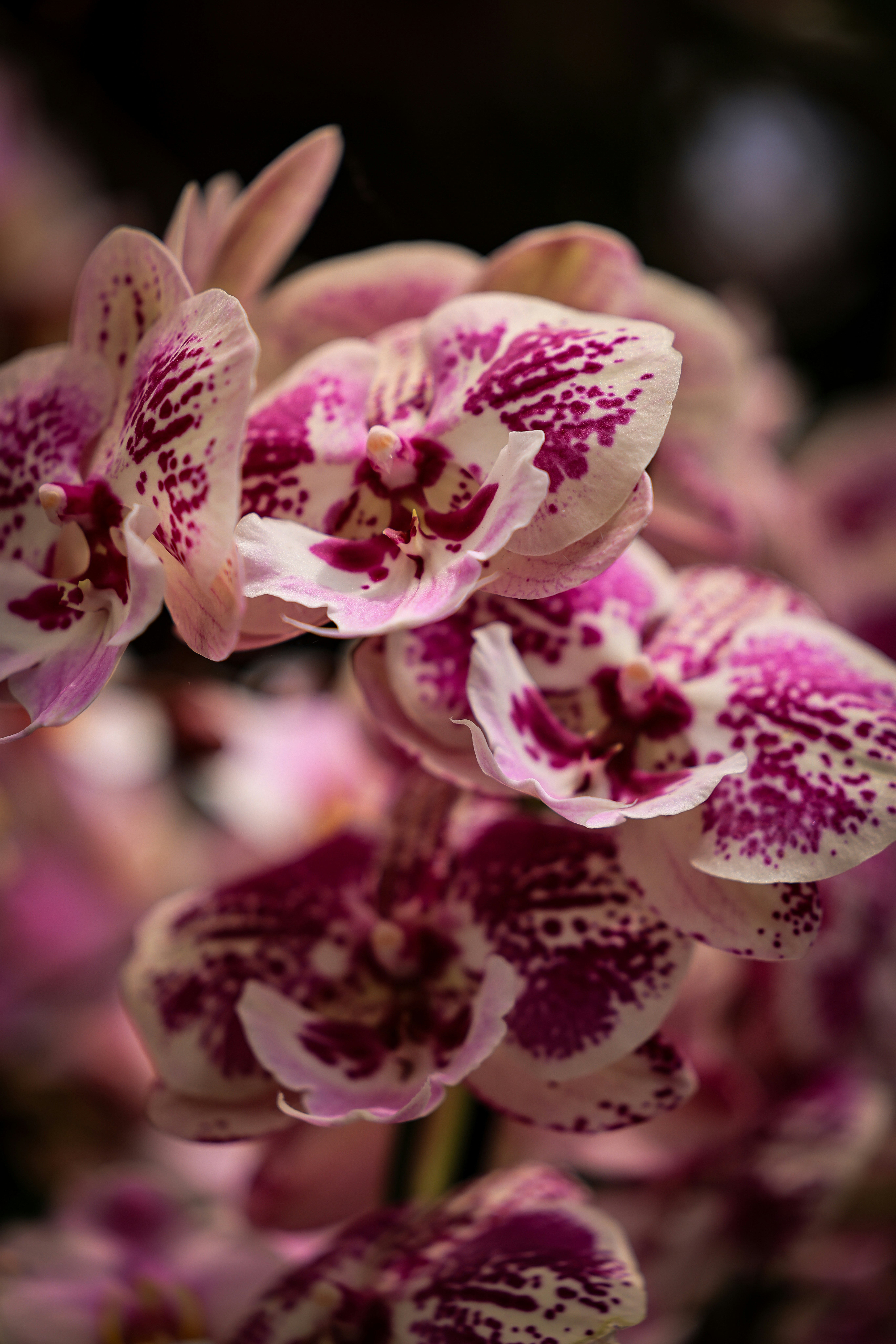 Orchid Whispers: Pink-Patterned Bloom in Soft Backlight