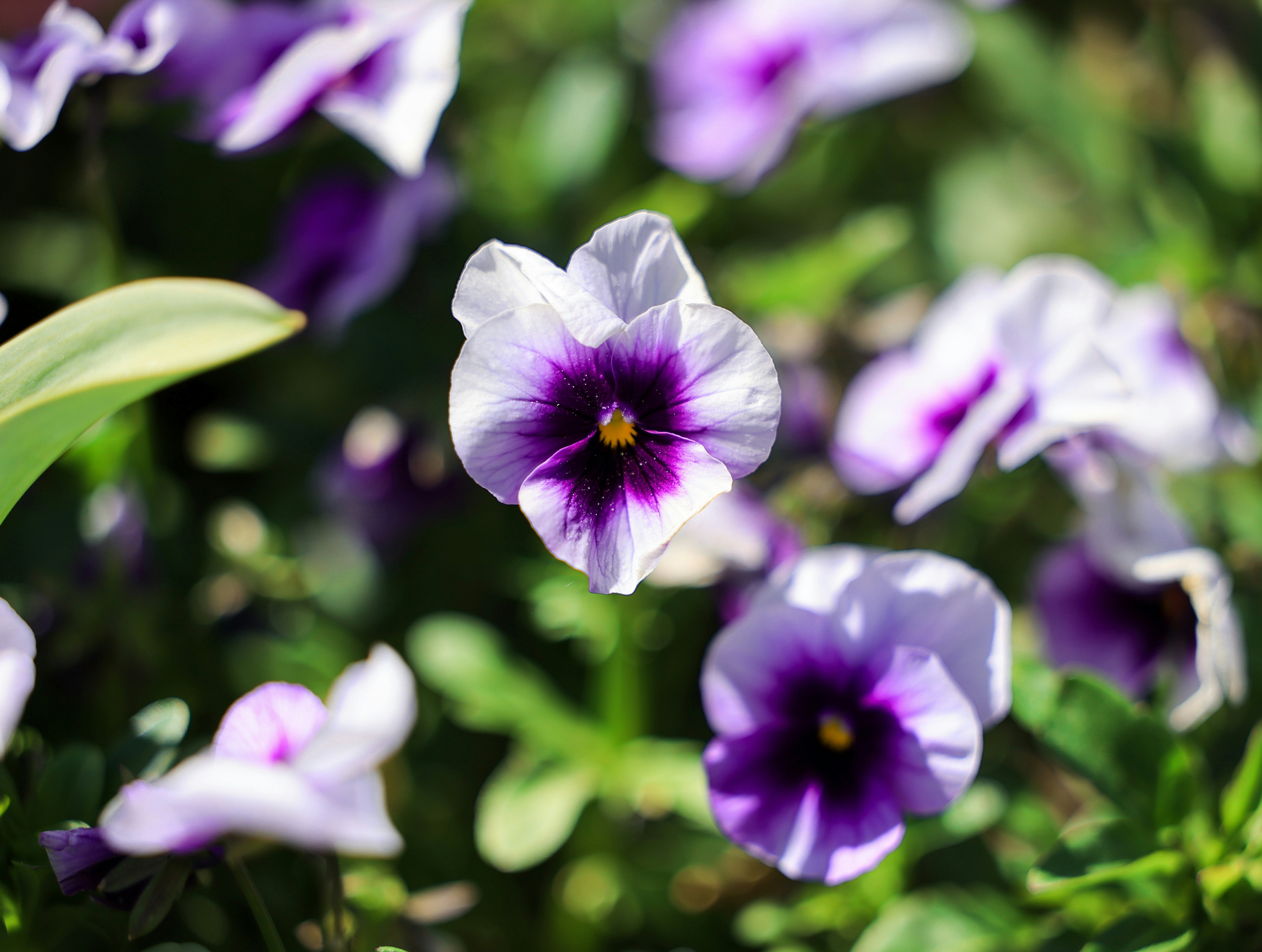 Purple-center Petals: A Tender Bloom in Soft Focus
