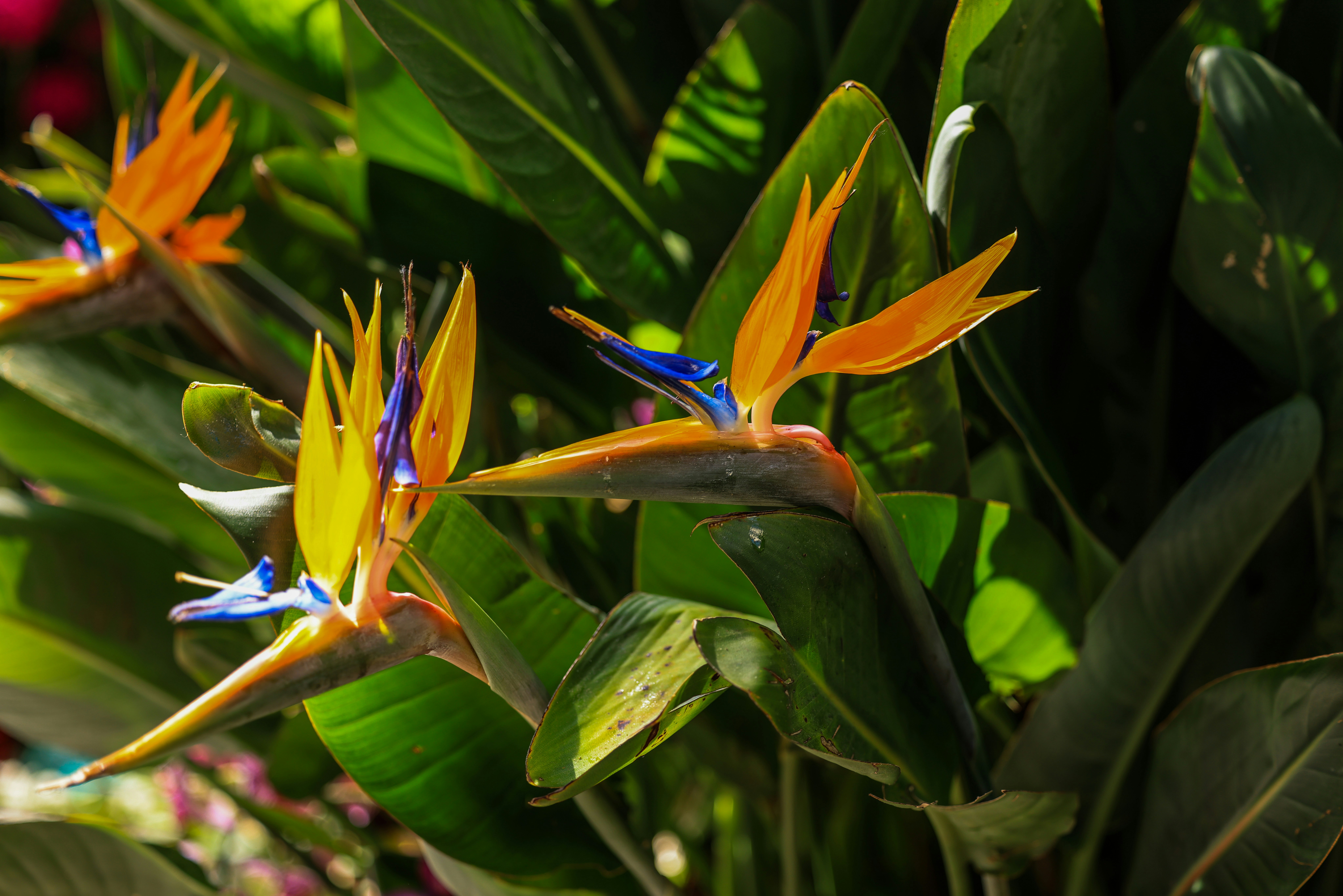 Tropical Bird of Paradise in sunlit foliage