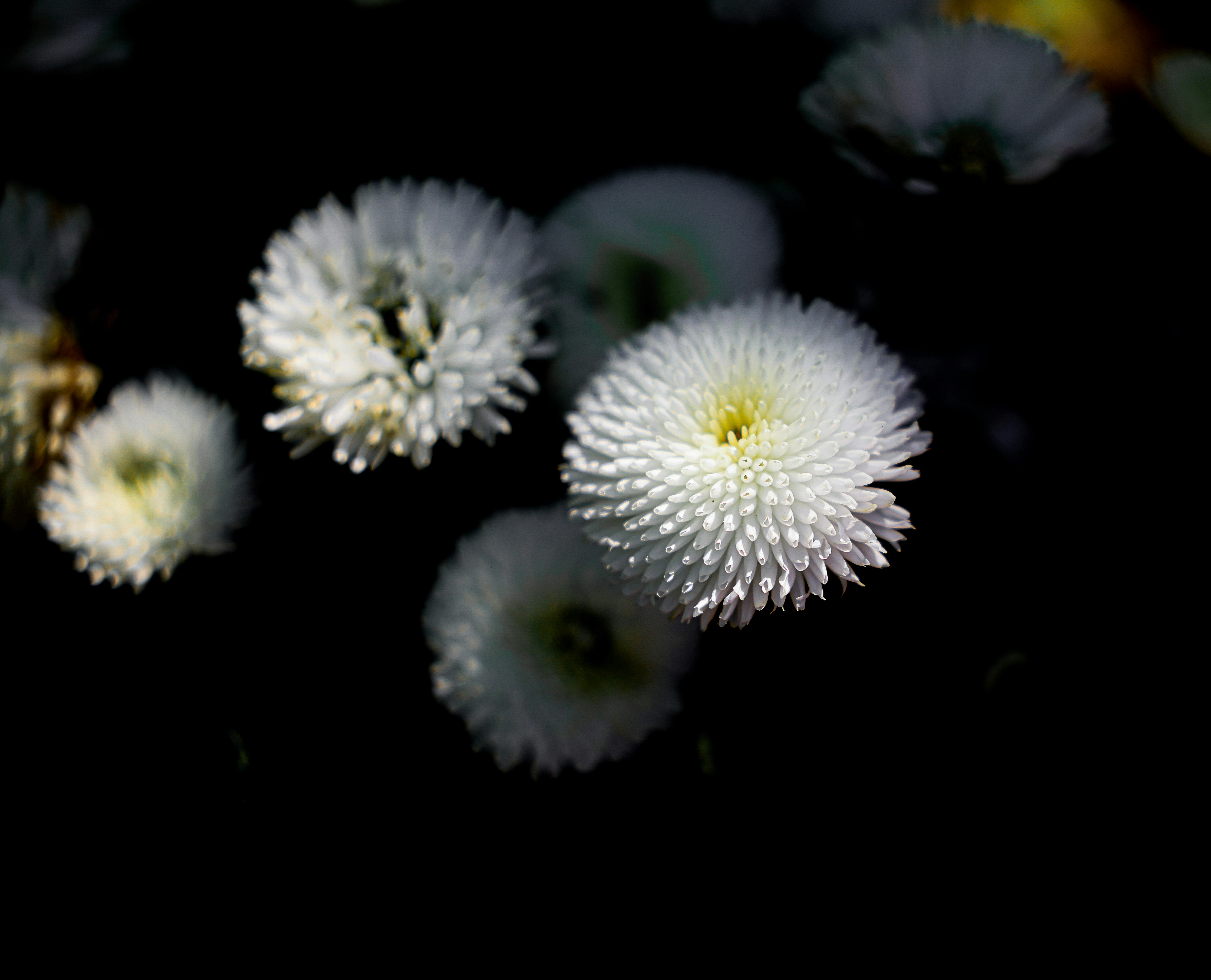 Dew-kissed Aster Heads in a Midnight Bloom