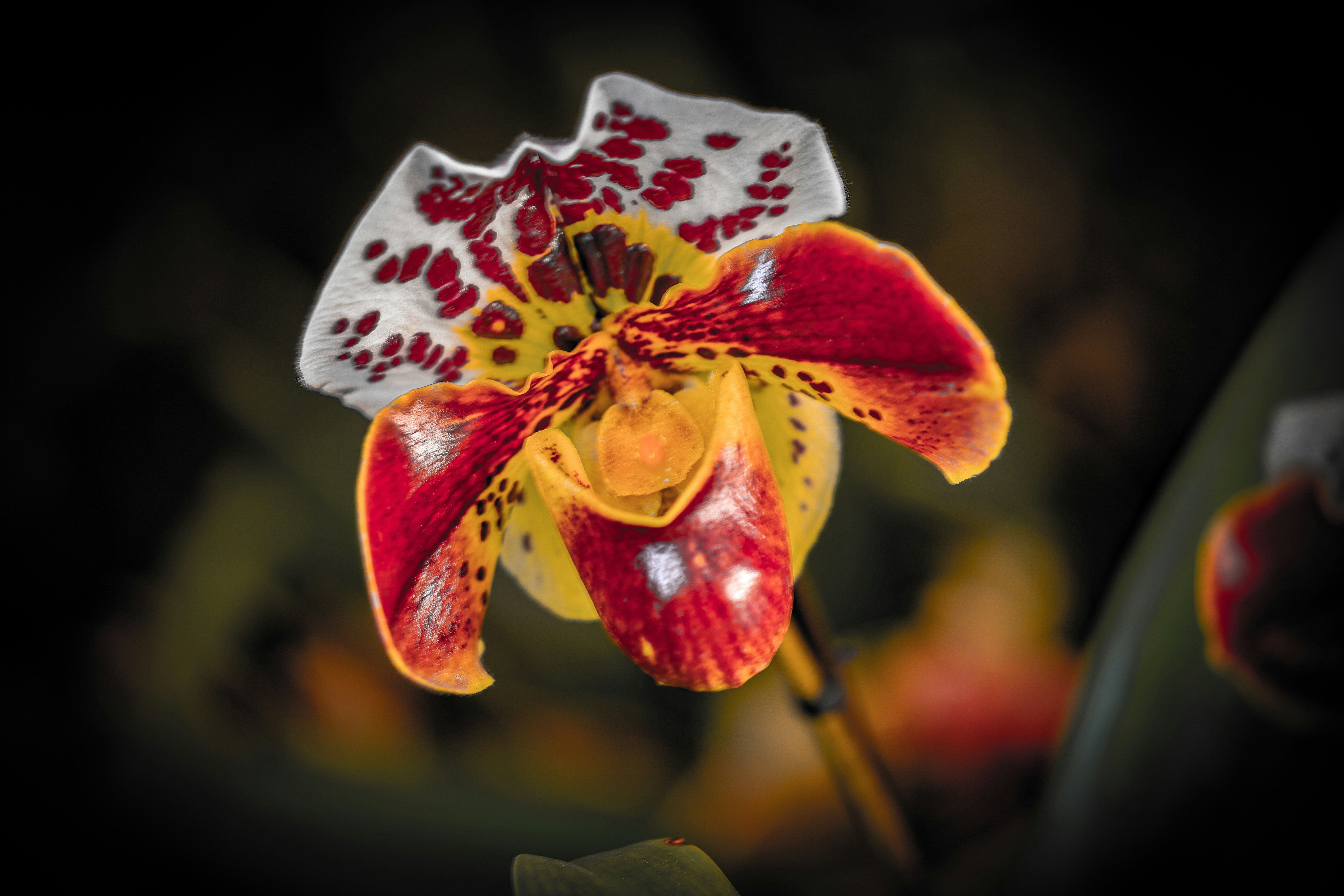Amber-dotted Orchid Bloom Looming from Velvet Shadow