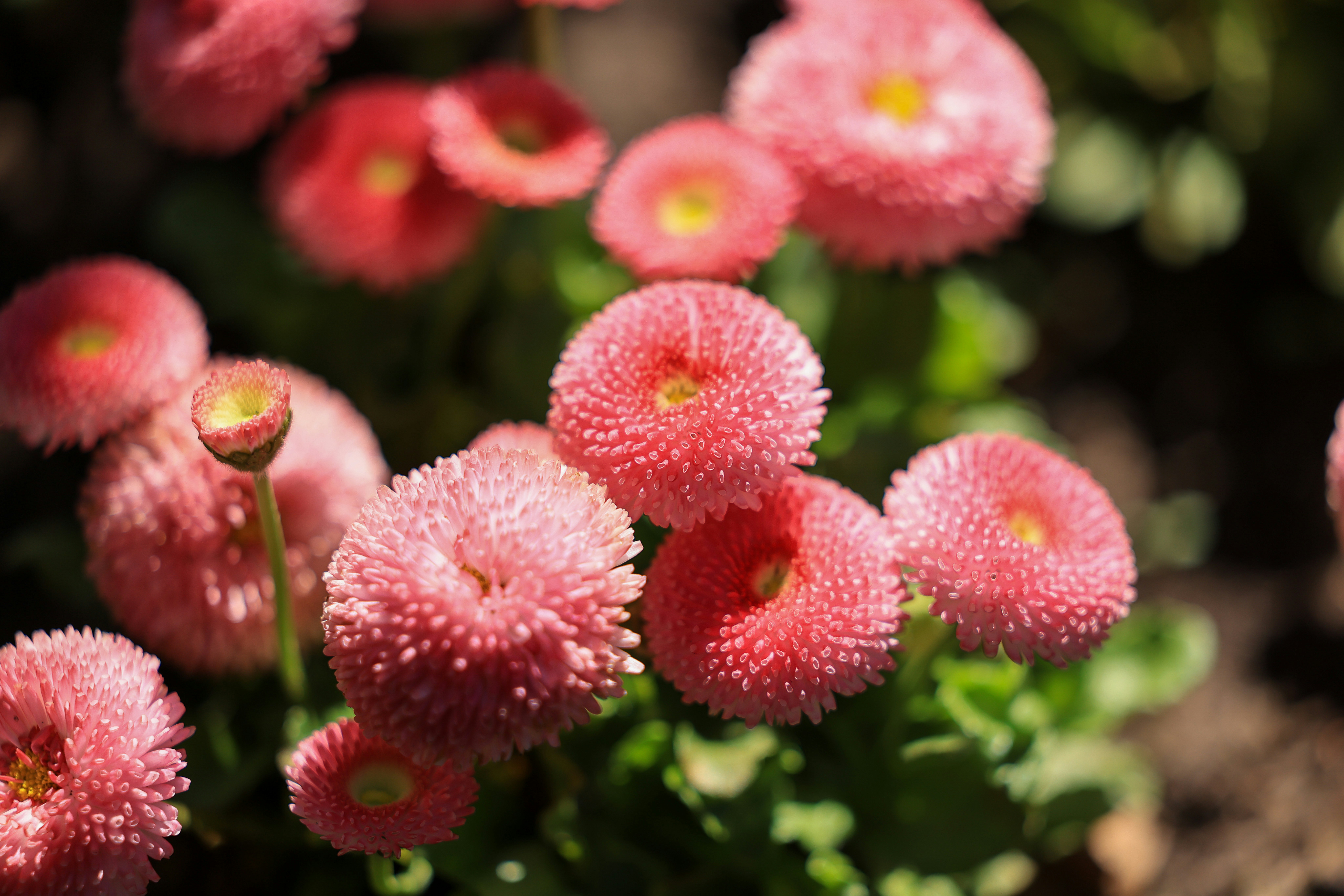 Blush Botanicals: A Cluster of Pink Pompon Flowers in Sunlit Garden