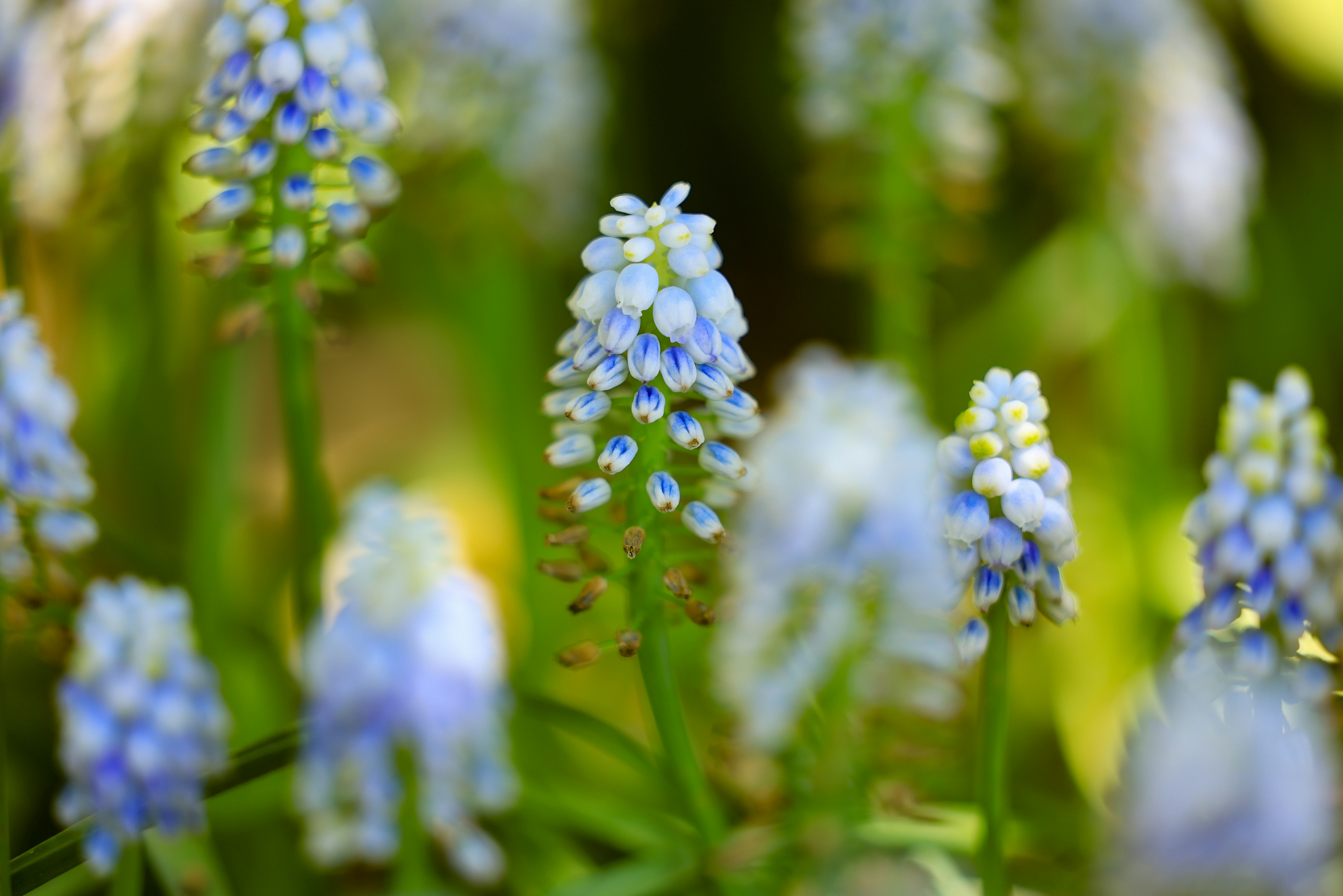 Soft Focus Blue Spires in a Meadow