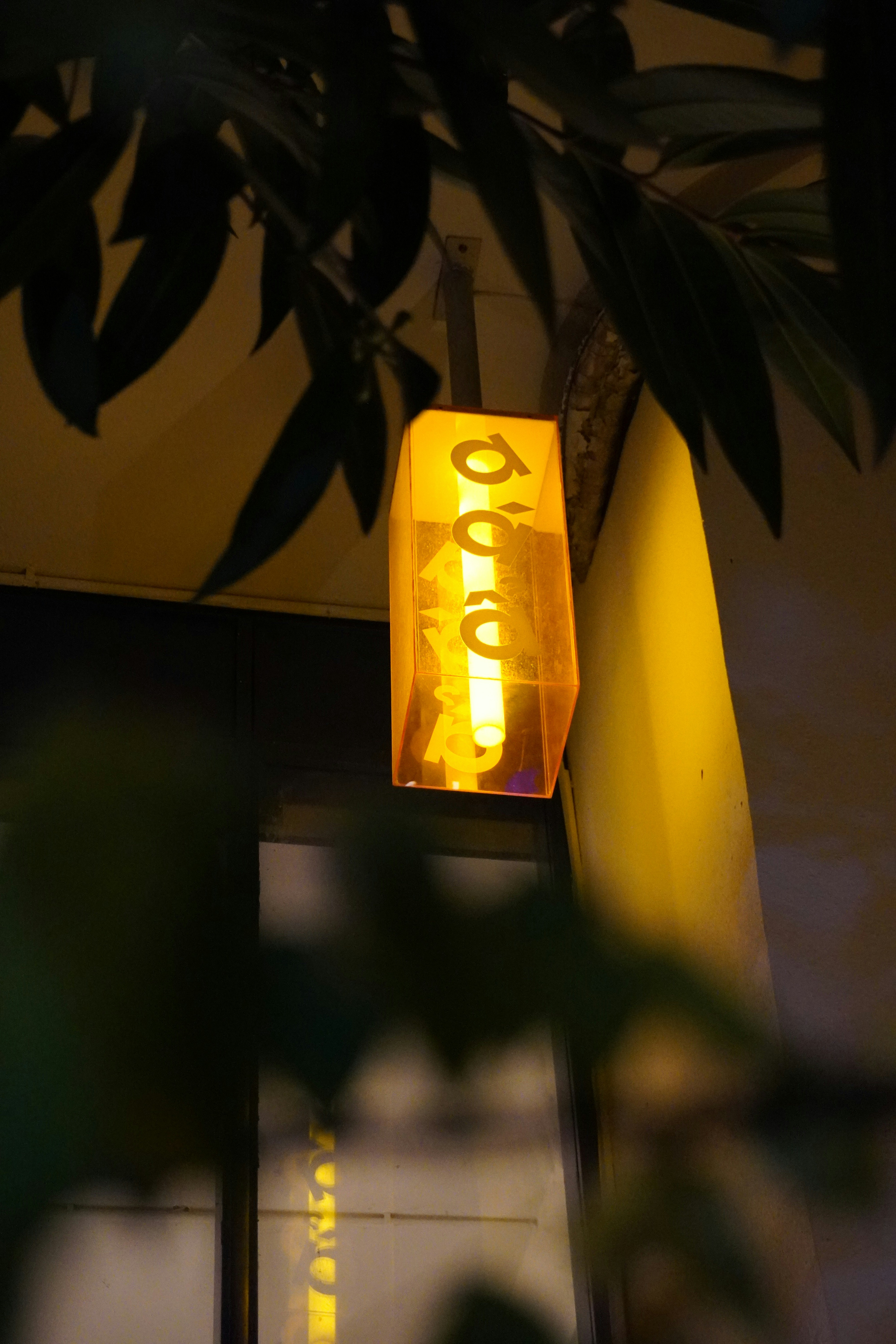 Amber Lantern: Backlit Warmth Through Plant silhouettes