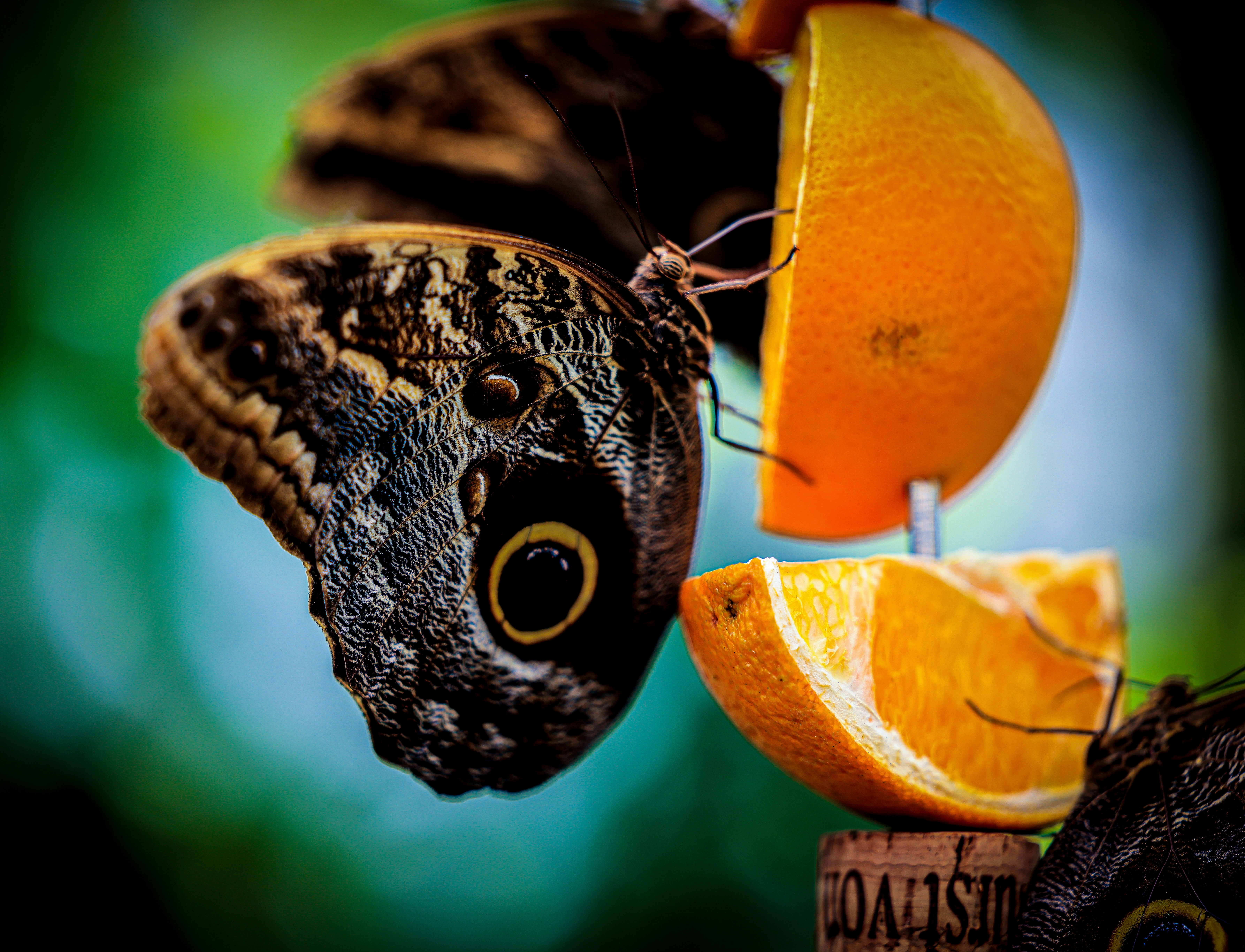 Close-up of a butterfly at an orange perch, macro detail and velvet textures