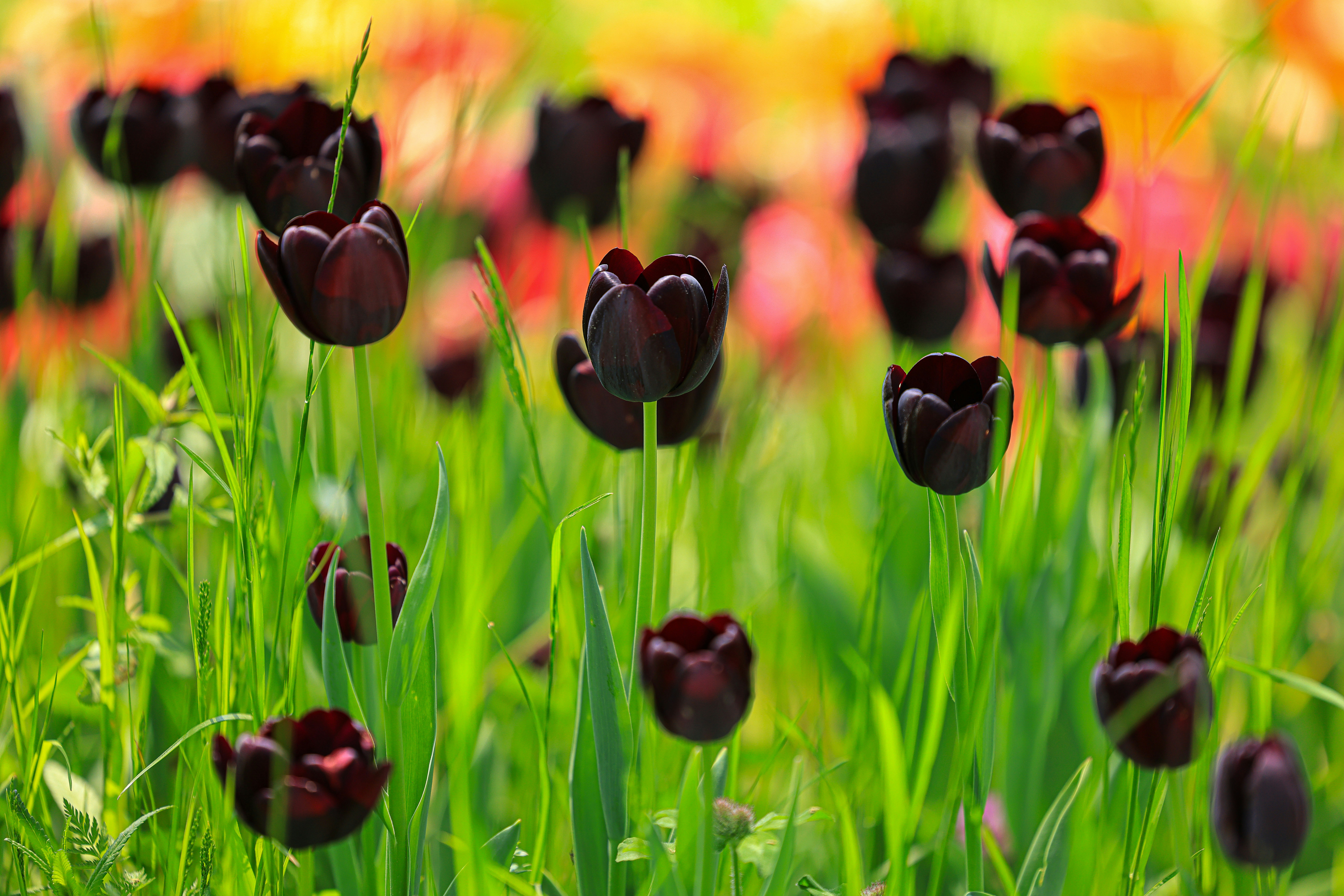 Dusk-tinged Tulips in a Velvet Field