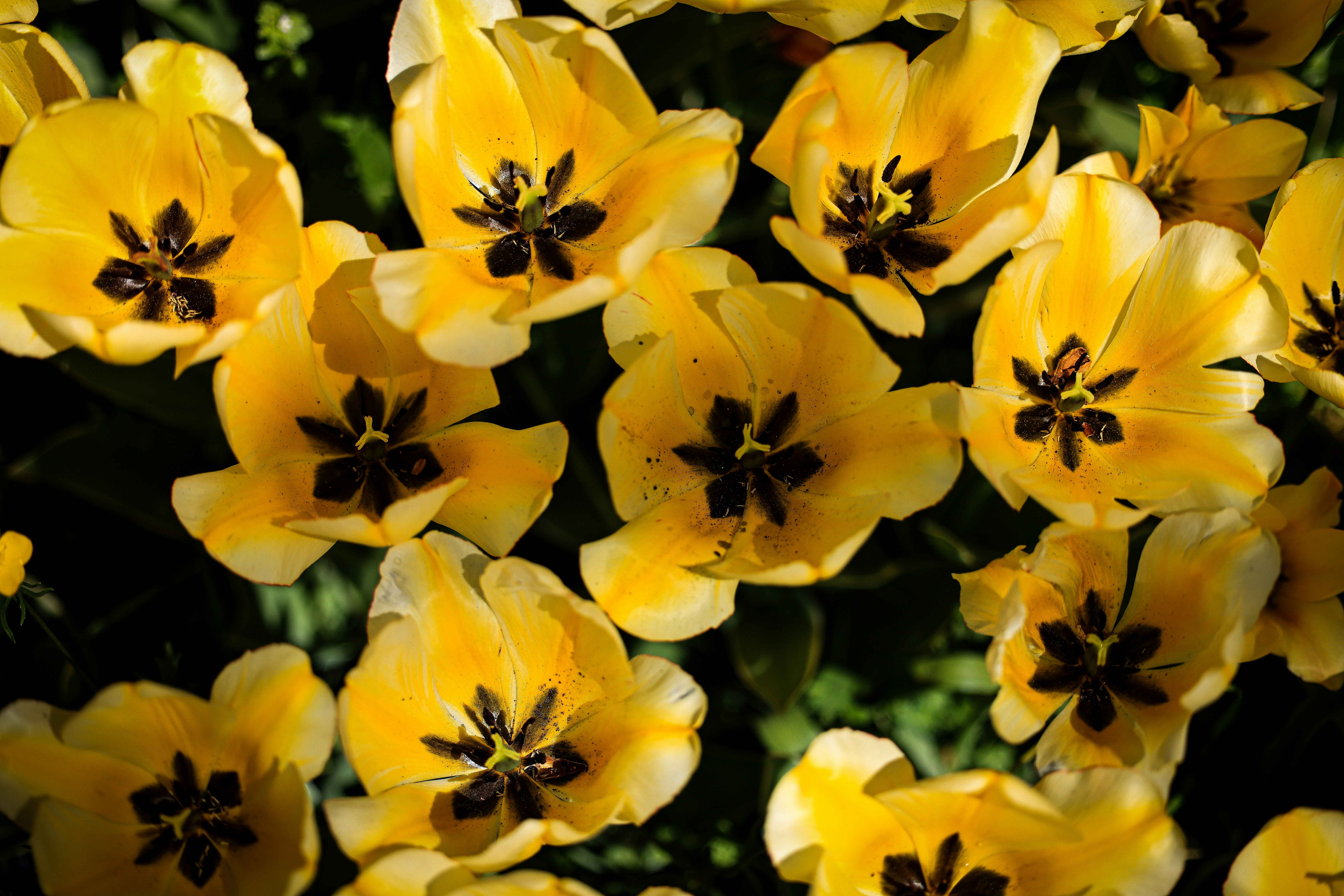 Sunlit Golden Tulips: A Burst of Spring Glow