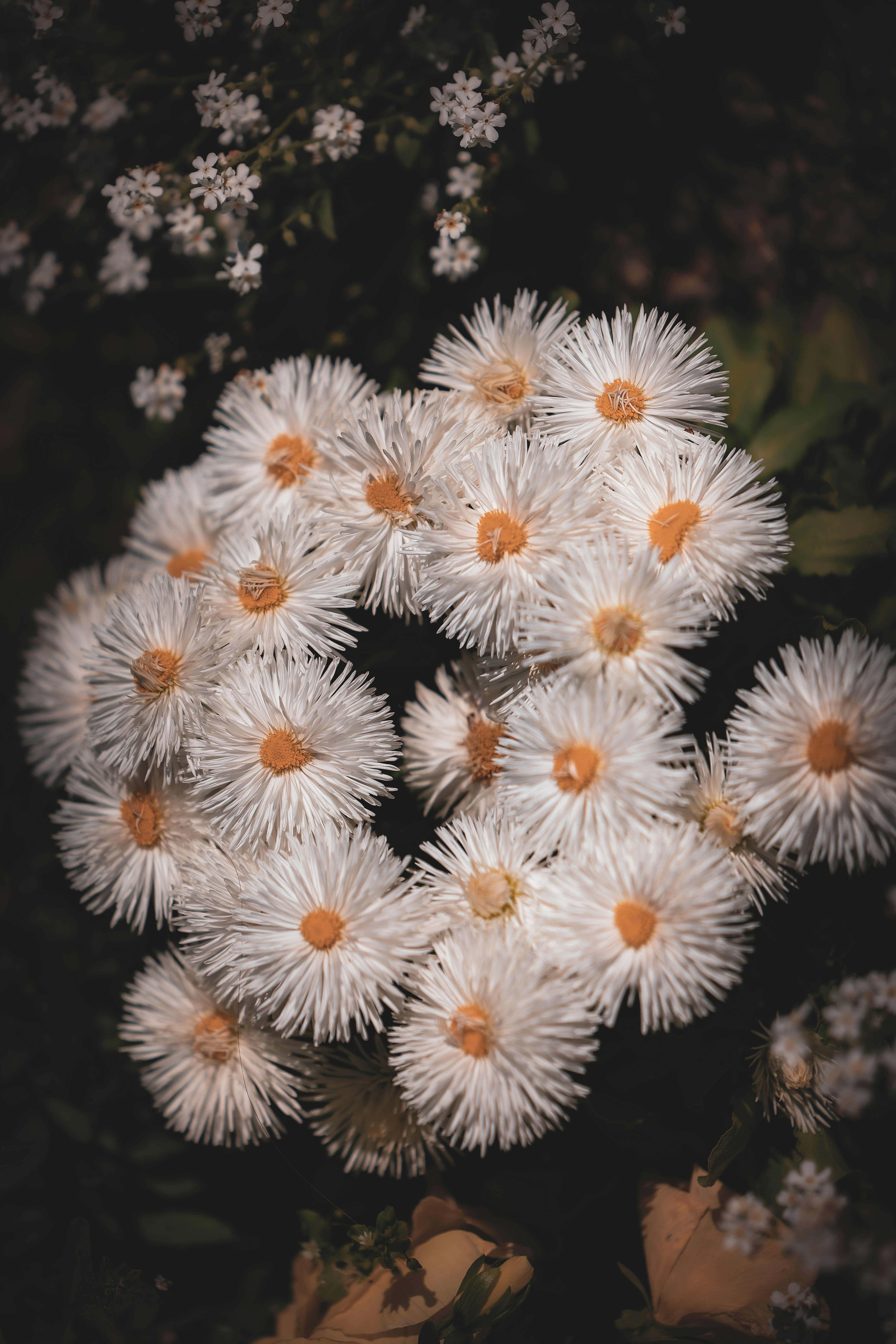 Circular Bloom: White Dandelion-like Flowers in Soft Backlight