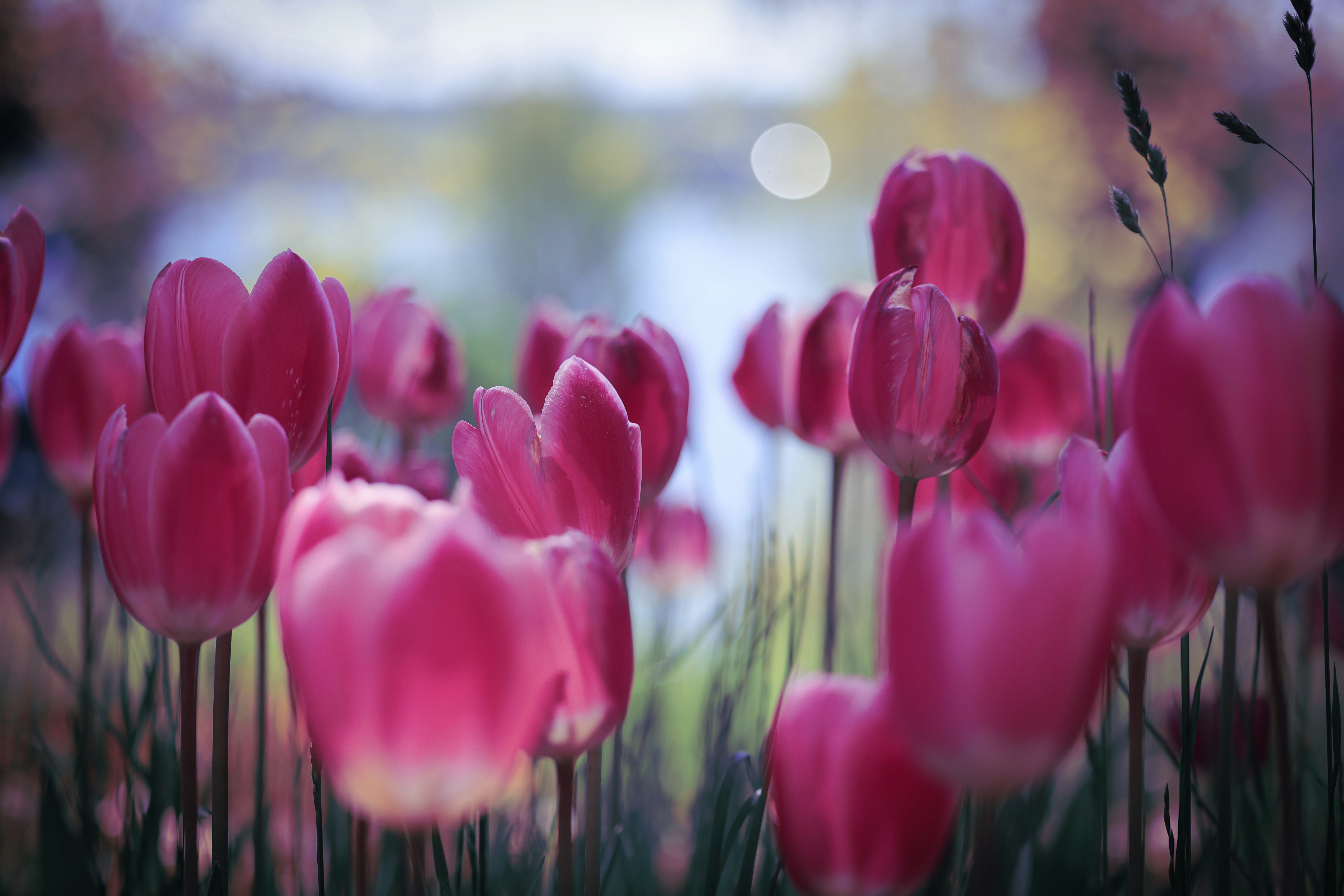 Tulip Field in Soft Focus: A Blush of Spring