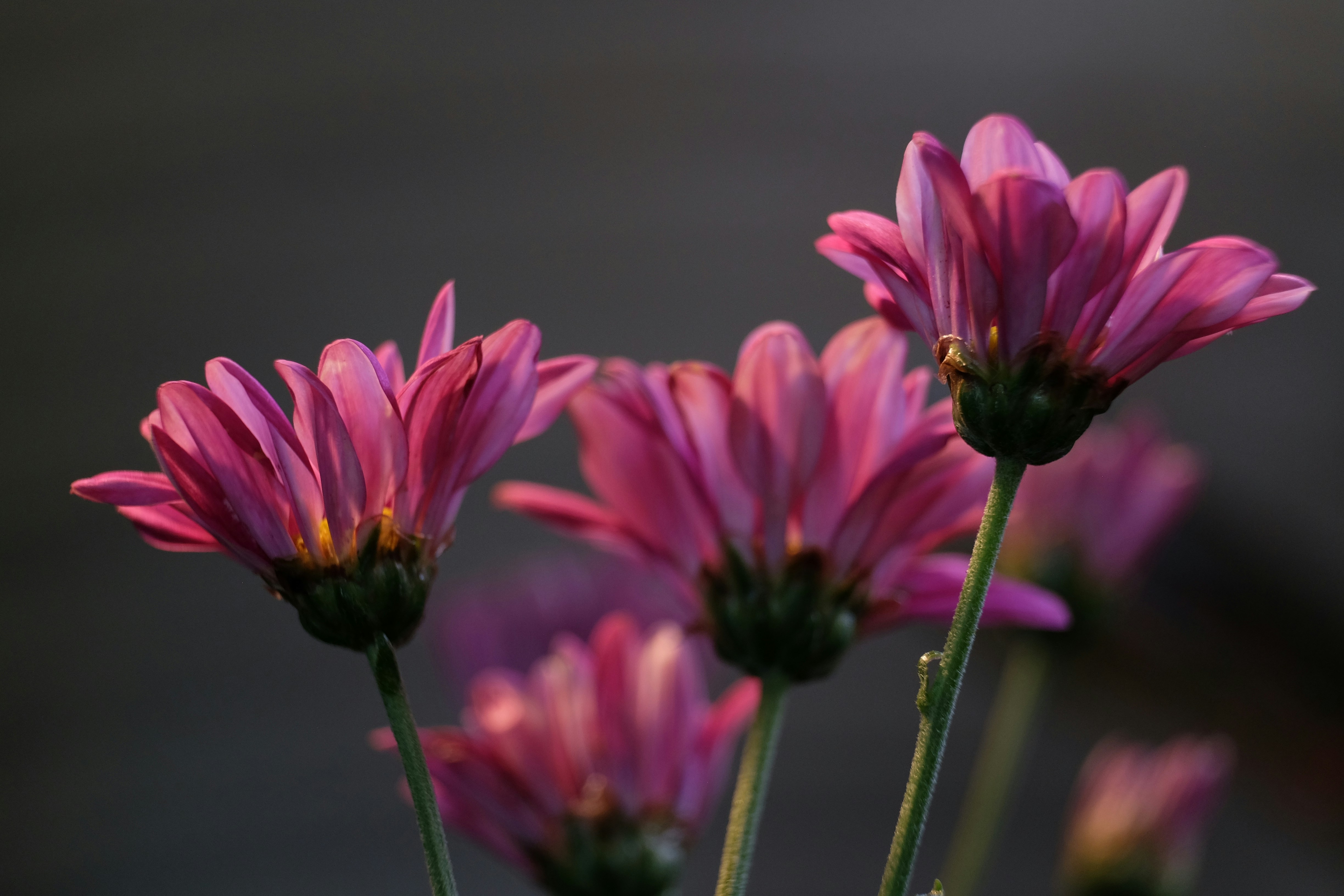 Petaled Spotlight: Pink Daisies in Soft Evening Light