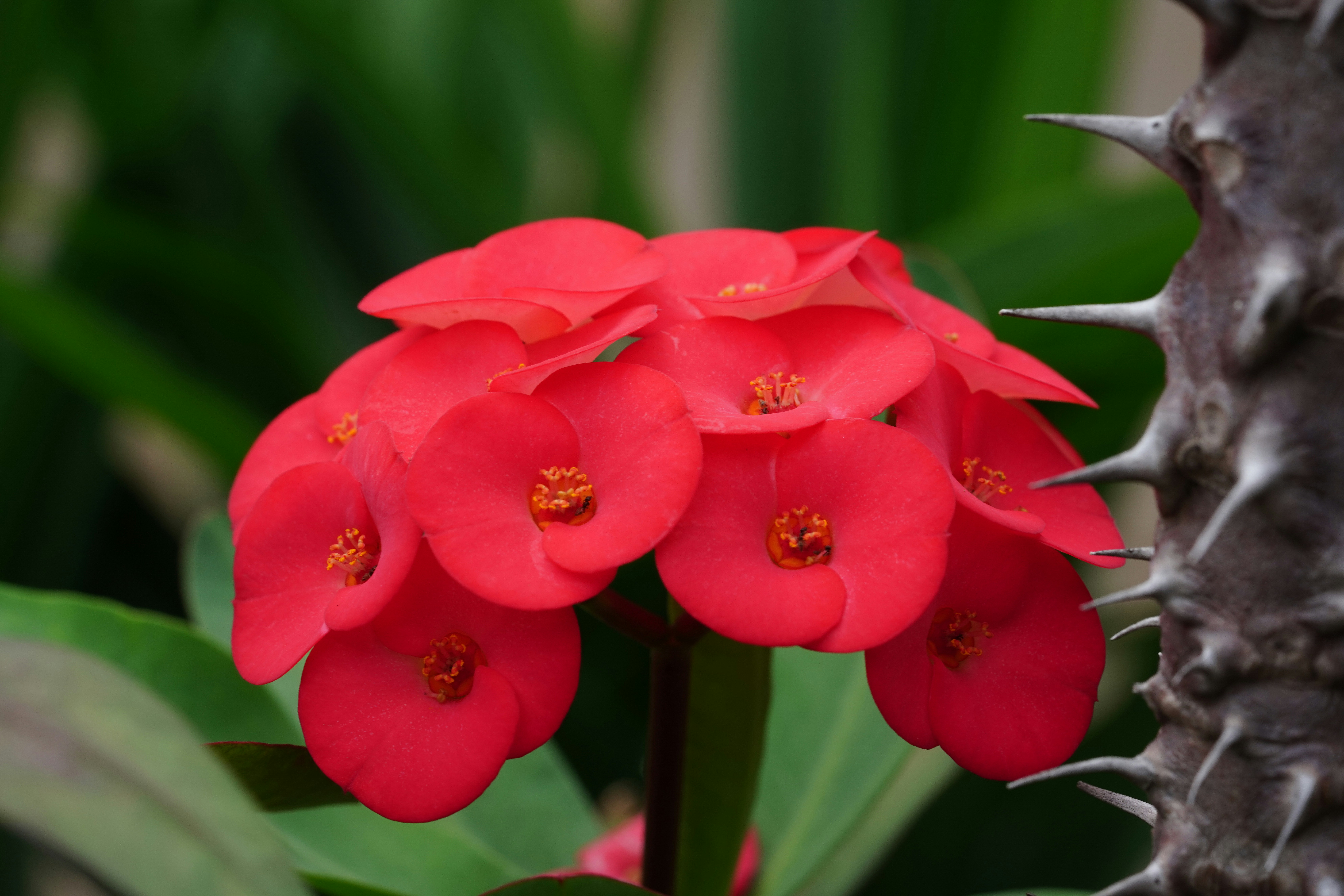 Red Cluster of Camellia Flowers Bordered by Thorny Stem
