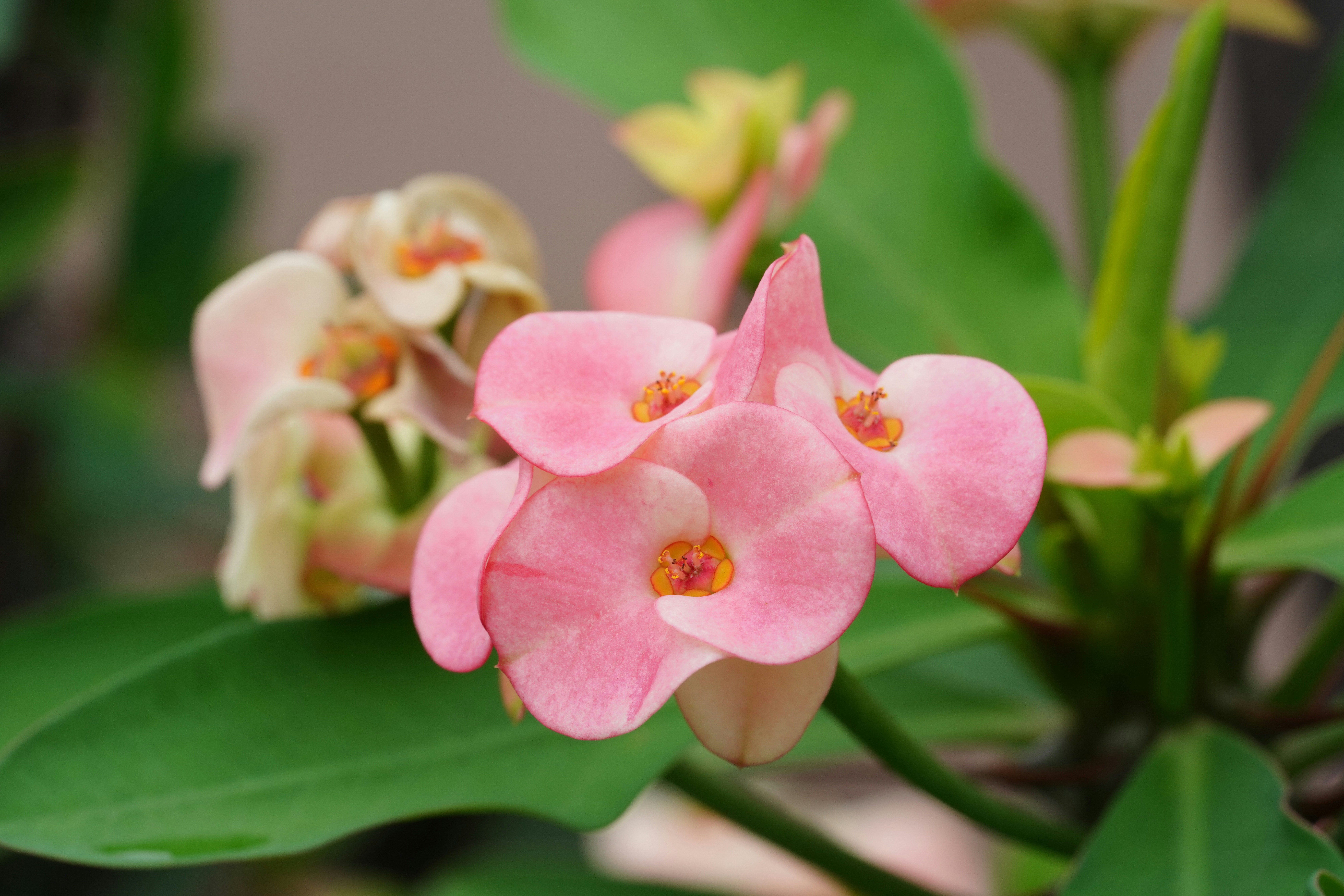 Pink Orchid Cascade: Soft Focus Bloom in Green Backdrop