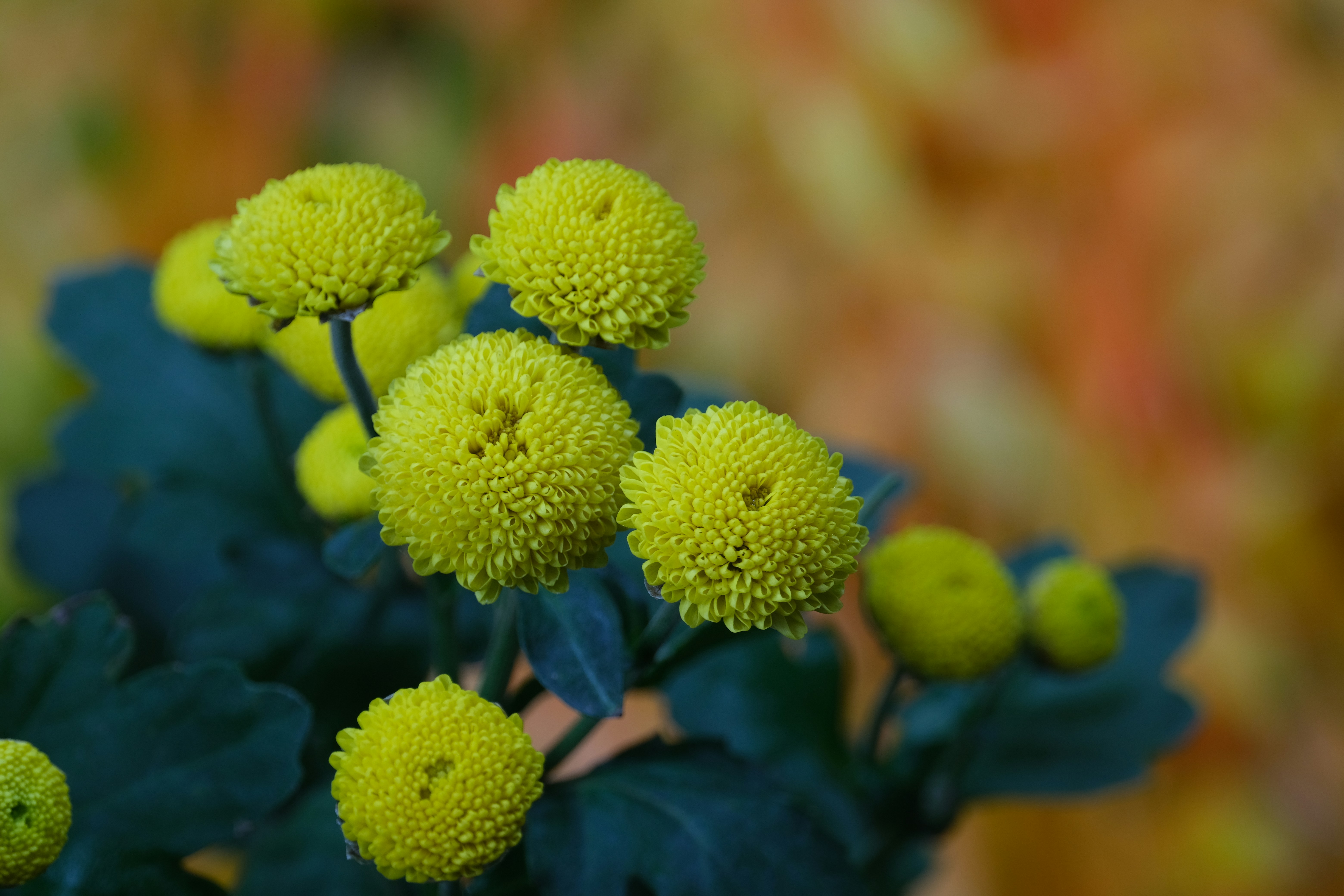 Luminous Chrysanthemums: Bright Orbs Among Deep Green Leaves