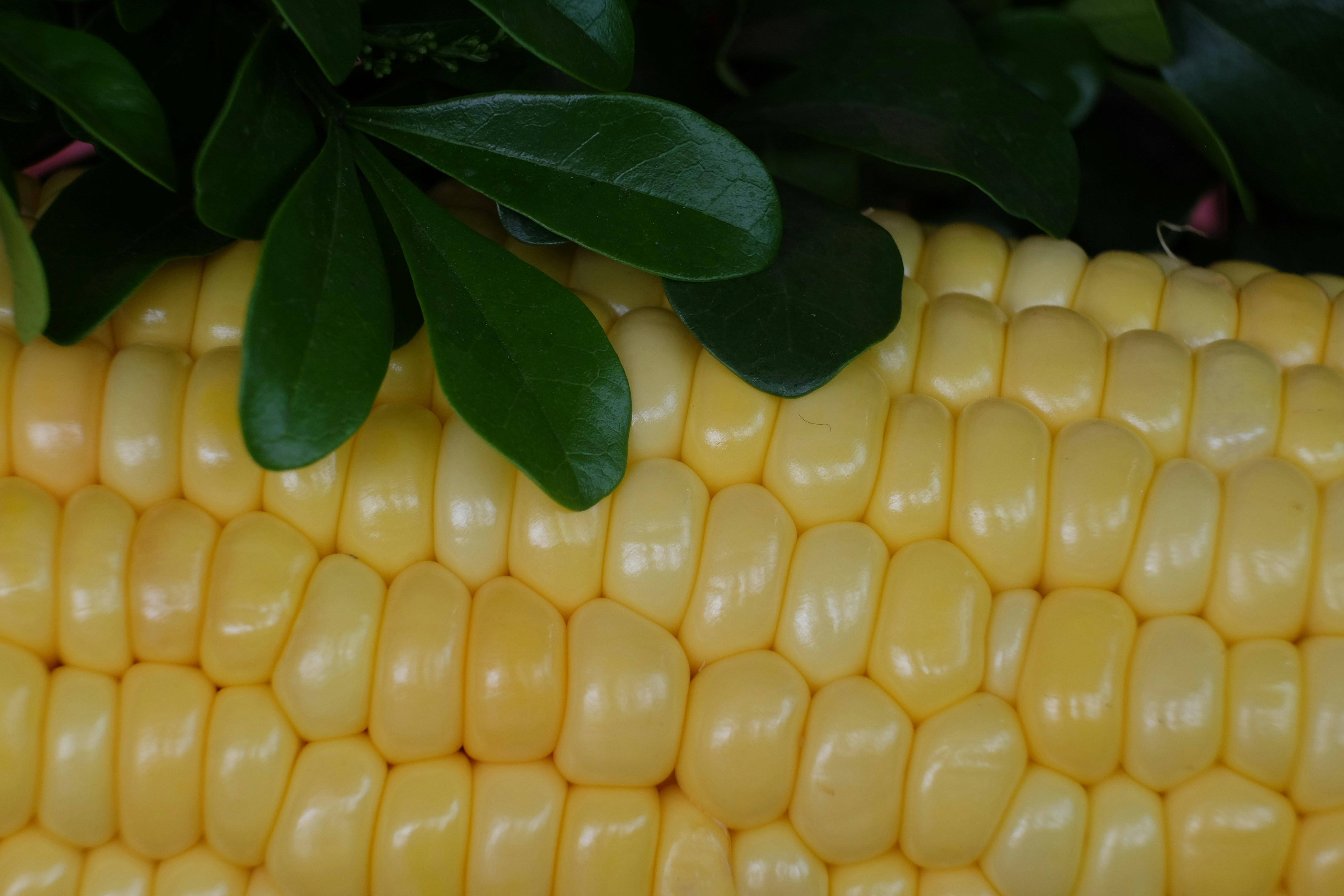 Golden kernels under a leafy canopy