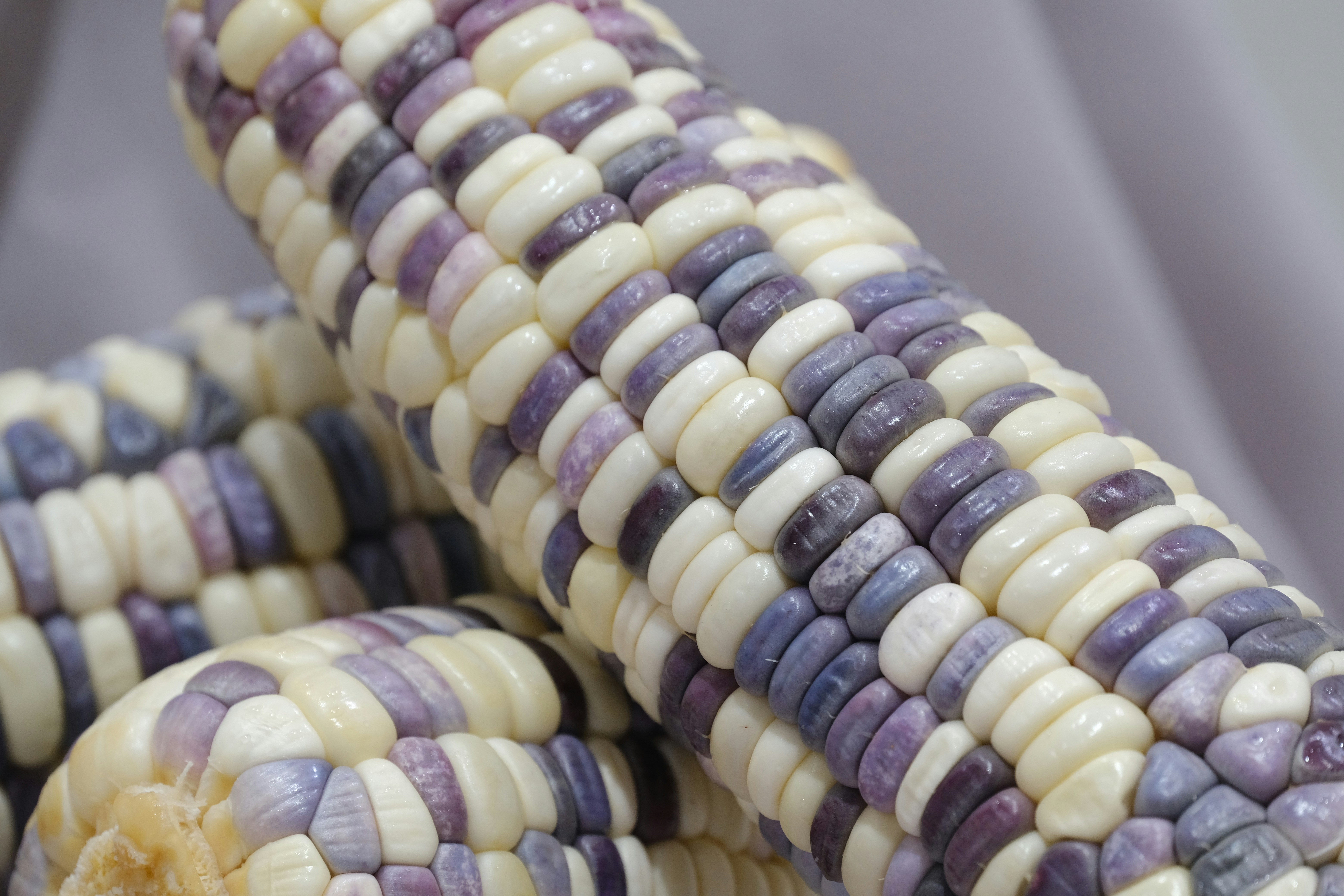 Twisted Pastel Threads: Close-Up of Multicolored Corn on the Cob