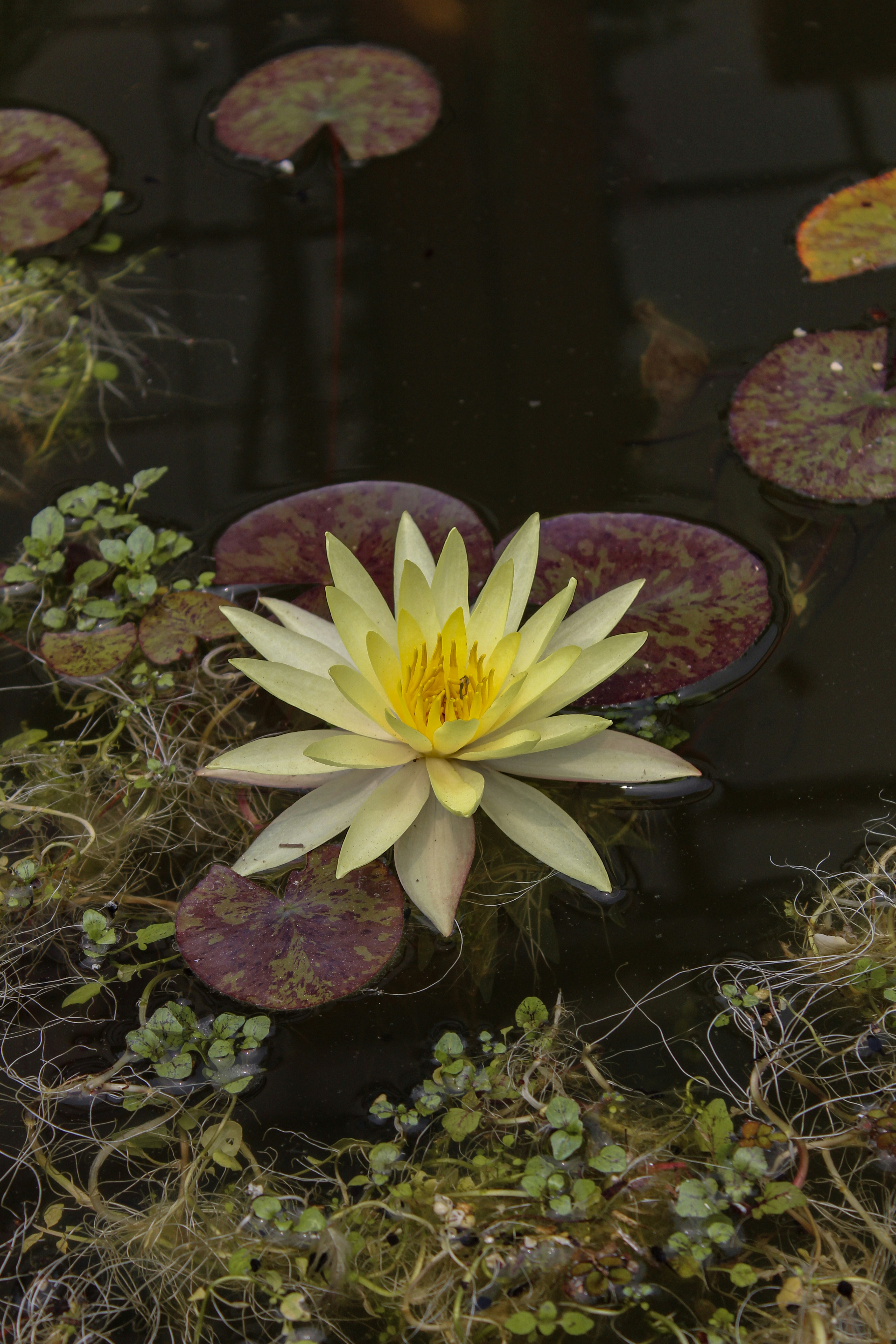 Golden Bloom on Quiet Waters: A Lily in Focus