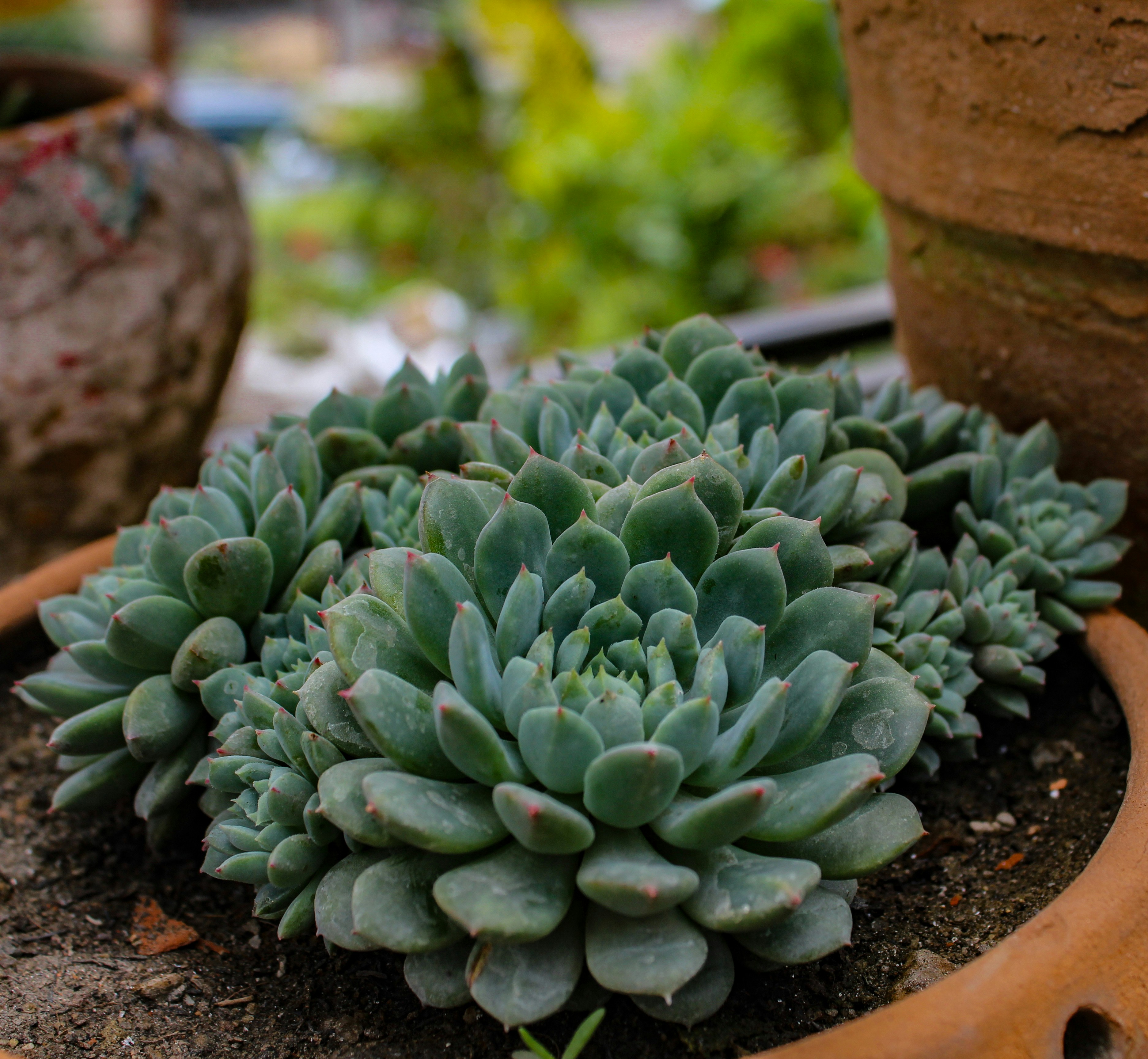 Emerald Rosettes in Terracotta Embrace