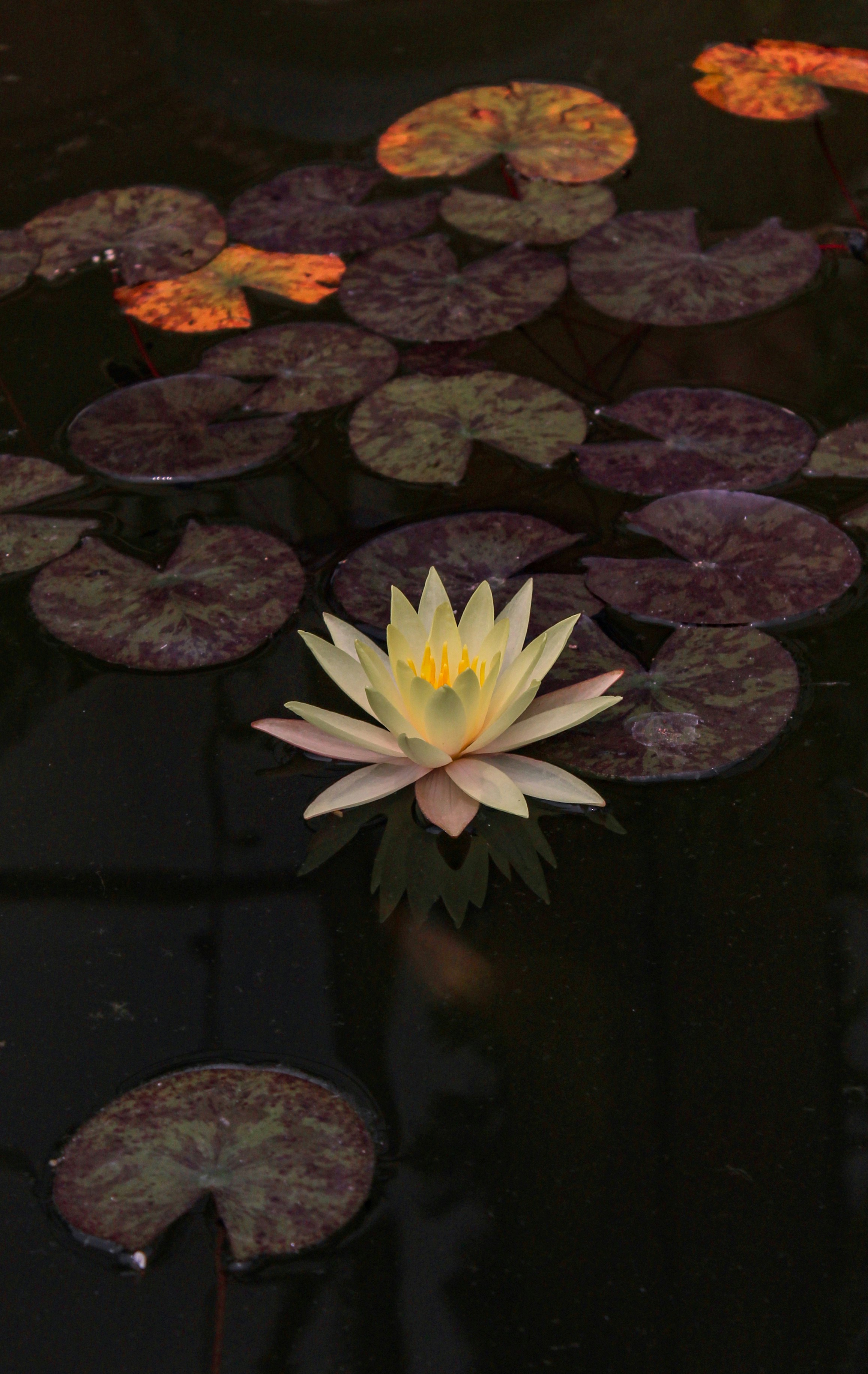 Moonlit Water Lily: A Single Bloom Among Starlit Pads