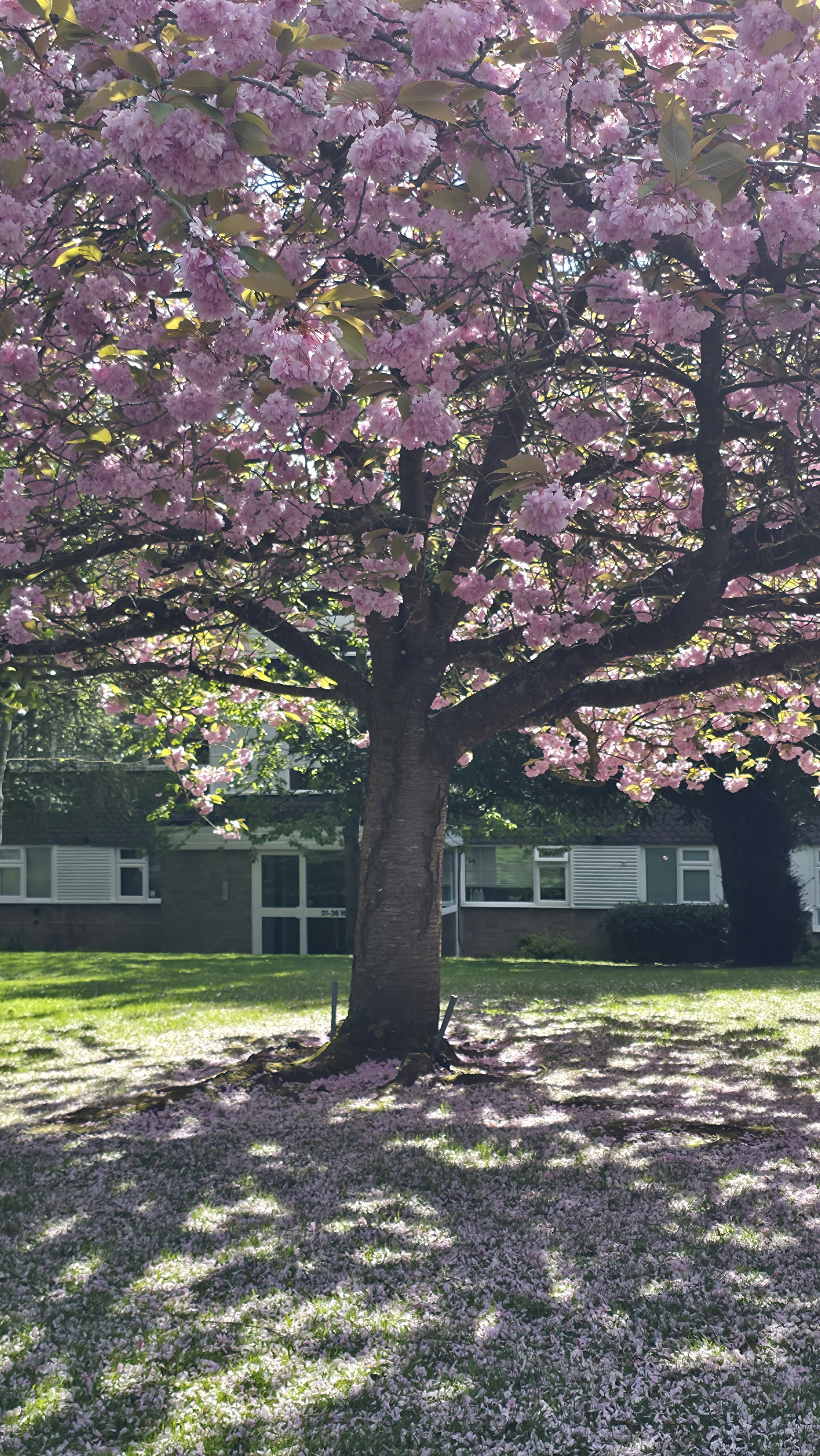 Blossom canopy over a sunlit suburban lawn