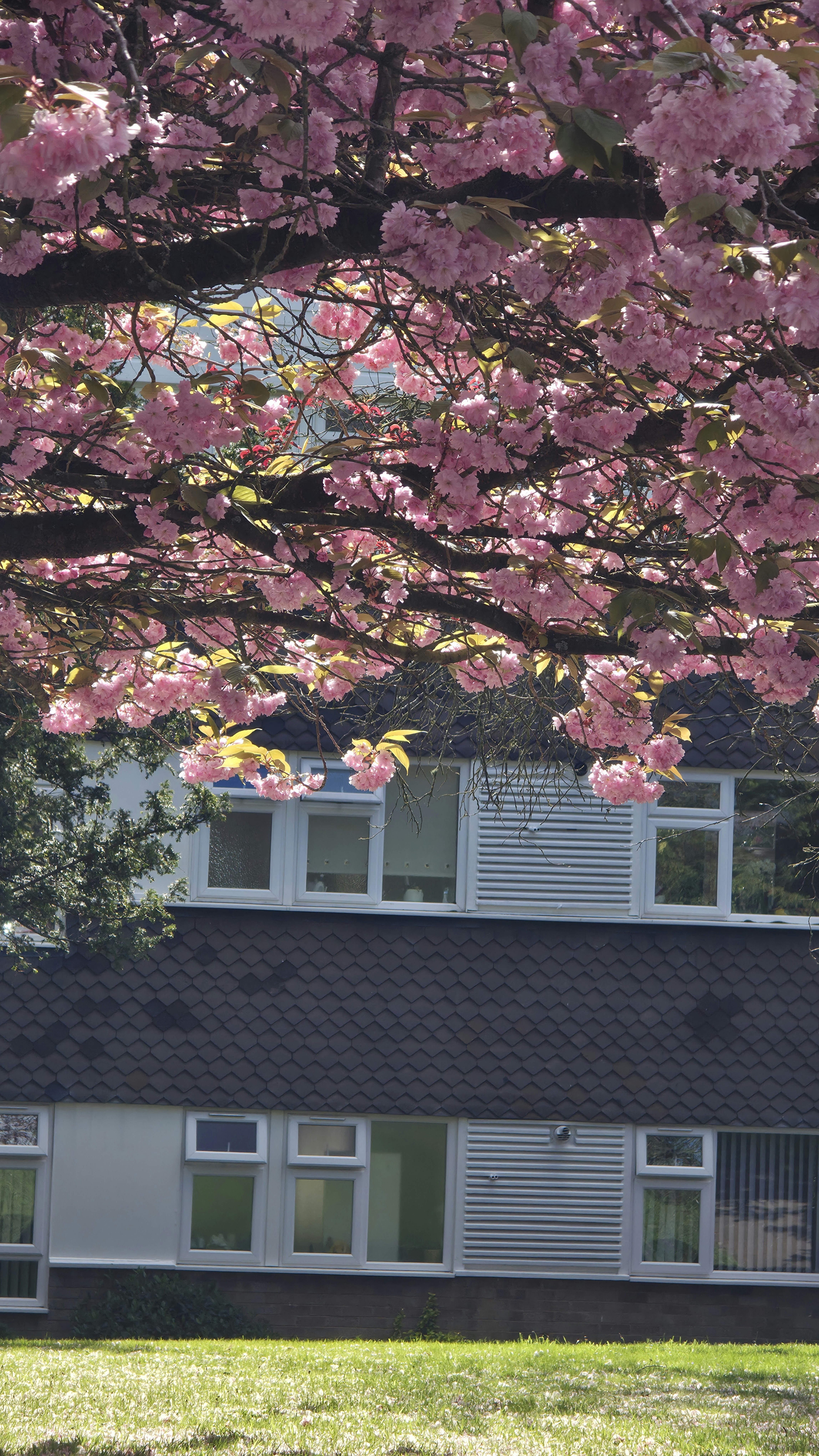 Pink Blossom Canopy Over a Quiet Apartment Block