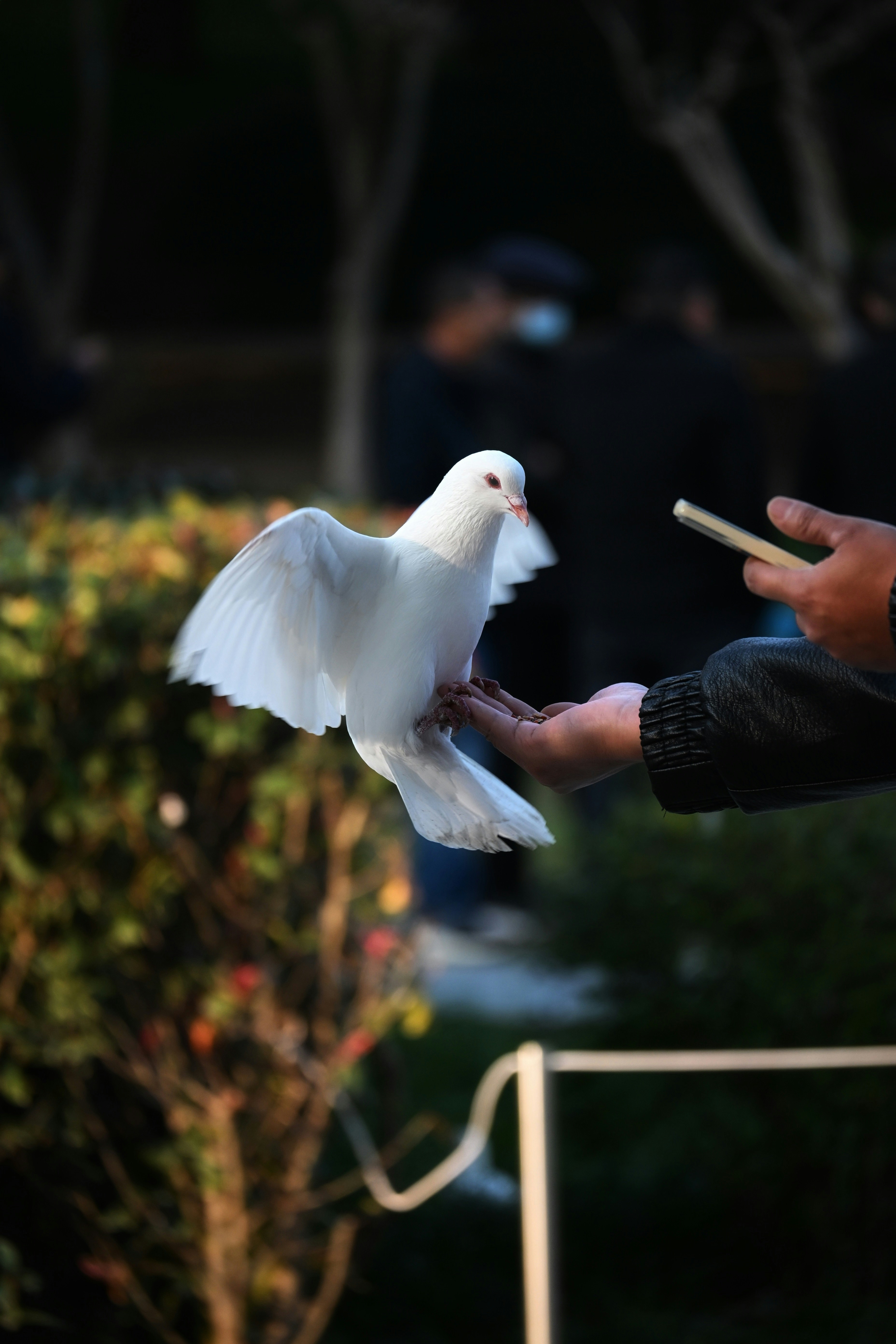 White Dove Lands on a Courteous Fist in Golden Hour