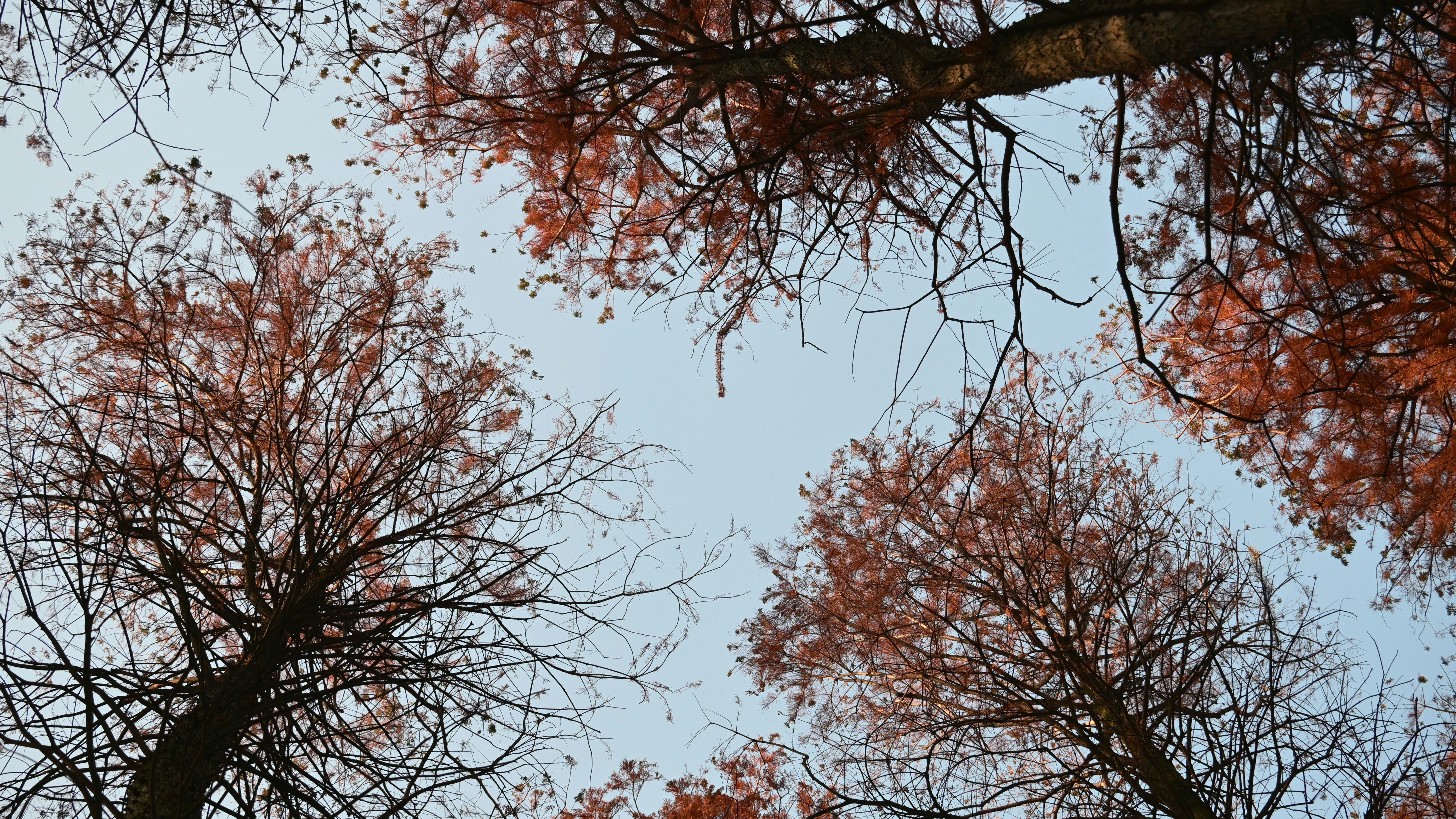 Autumn Silk Against a Cerulean Sky
