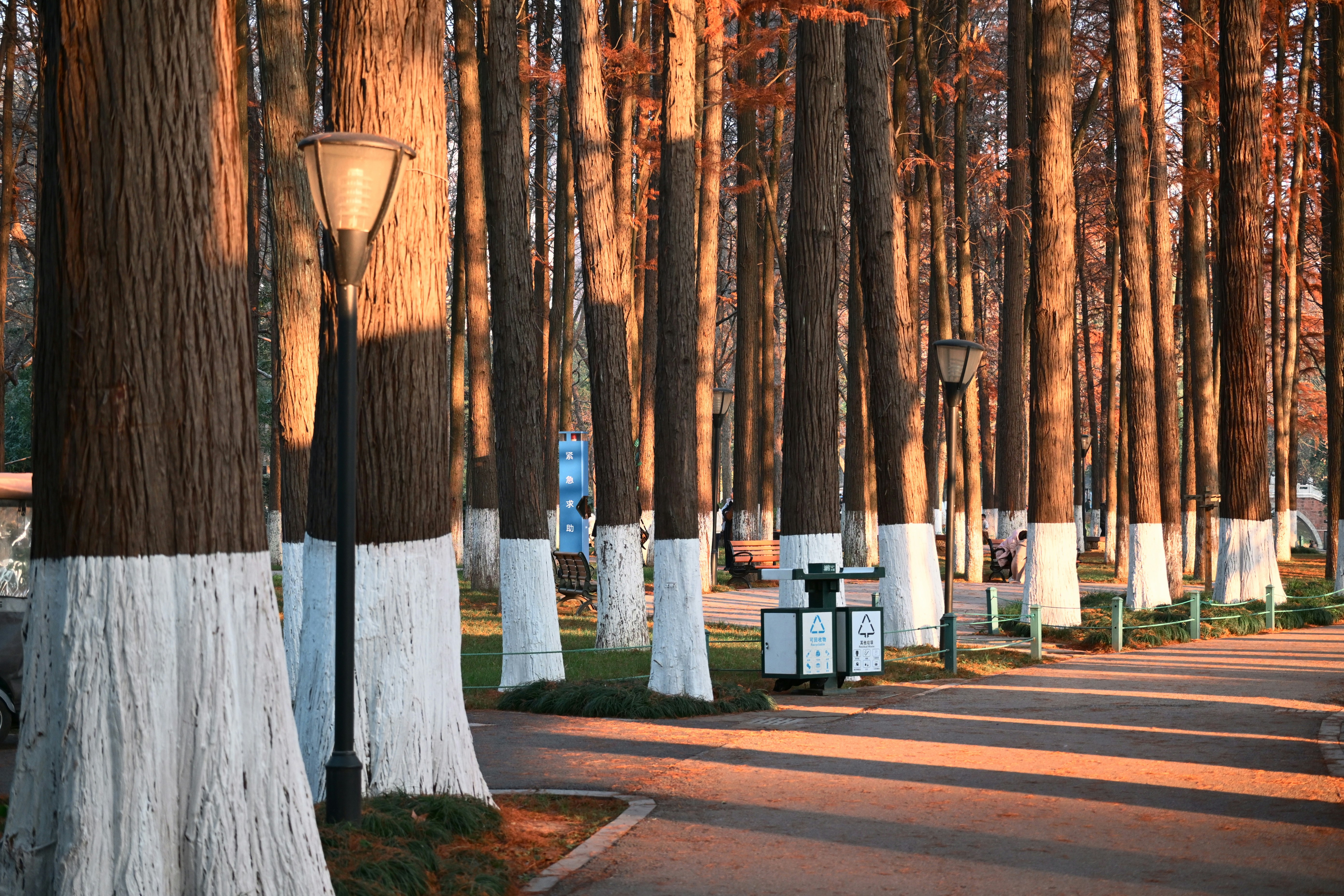 Dappled Sunset Walk: Row of Painted-White Tree Trunks lining a tranquil park path