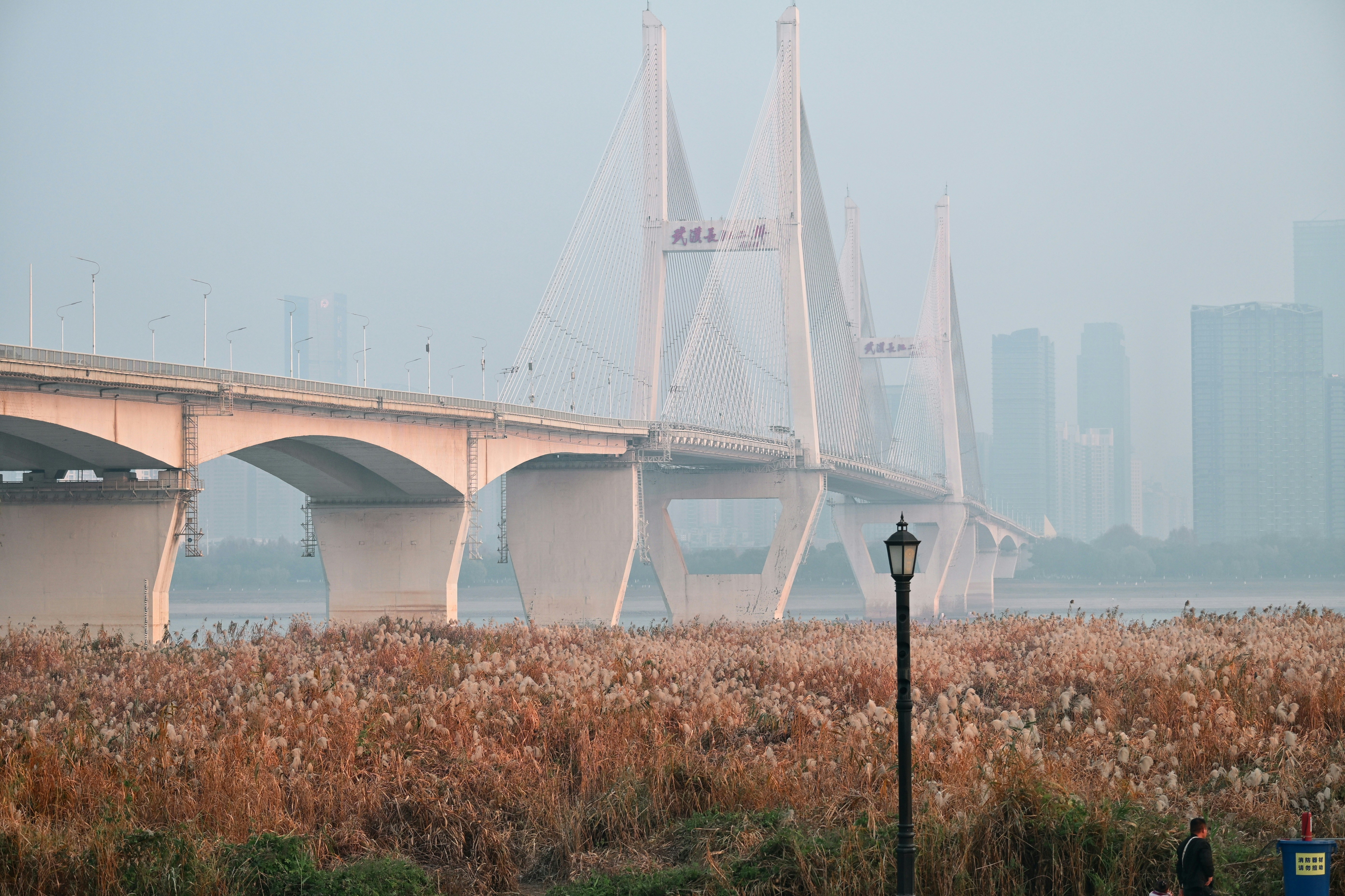 Misty Suspension: A City Bridge Emerges Through Reed‑Soft Light