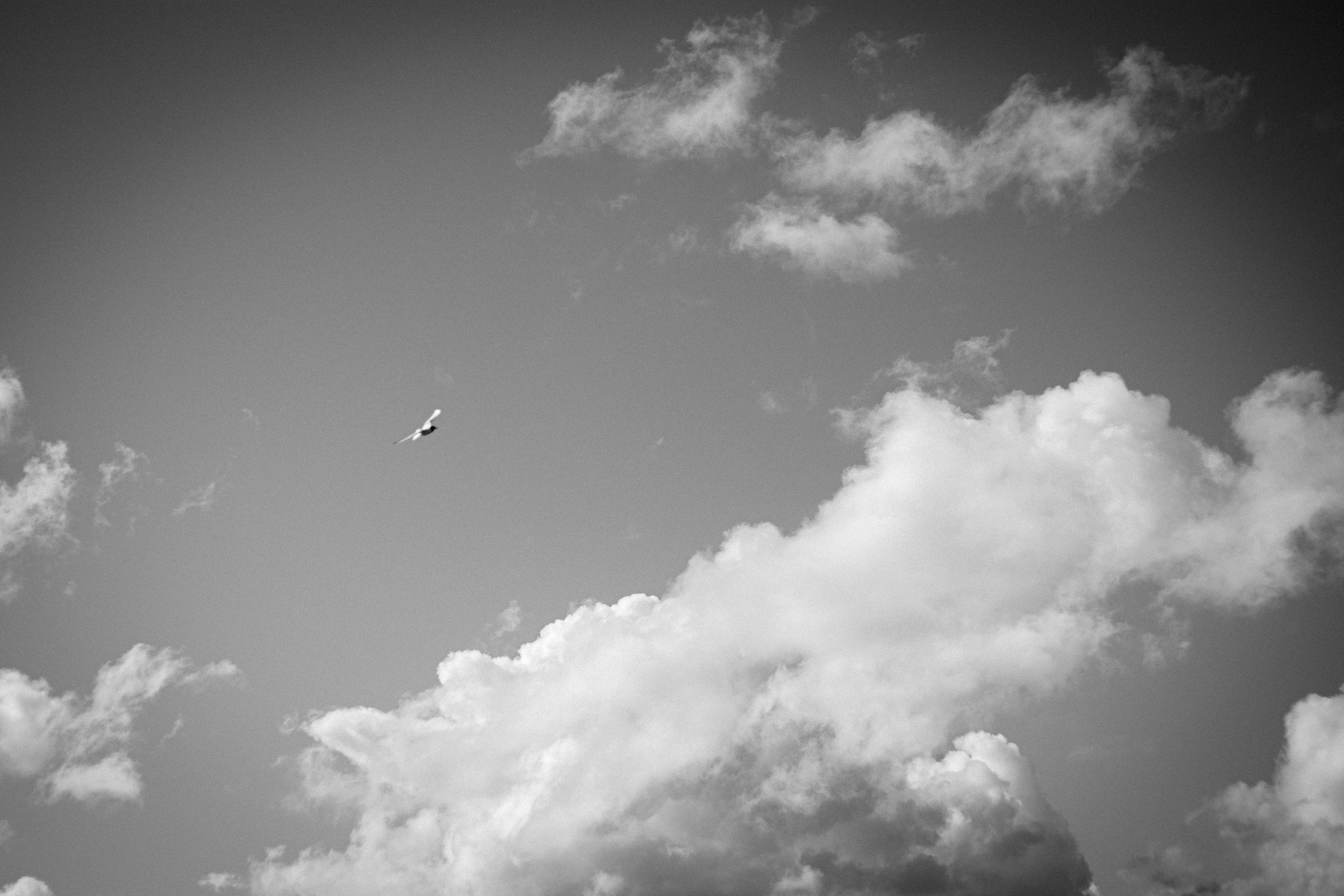 Soaring Silence: A Lone Bird Against Wide Cloudscape
