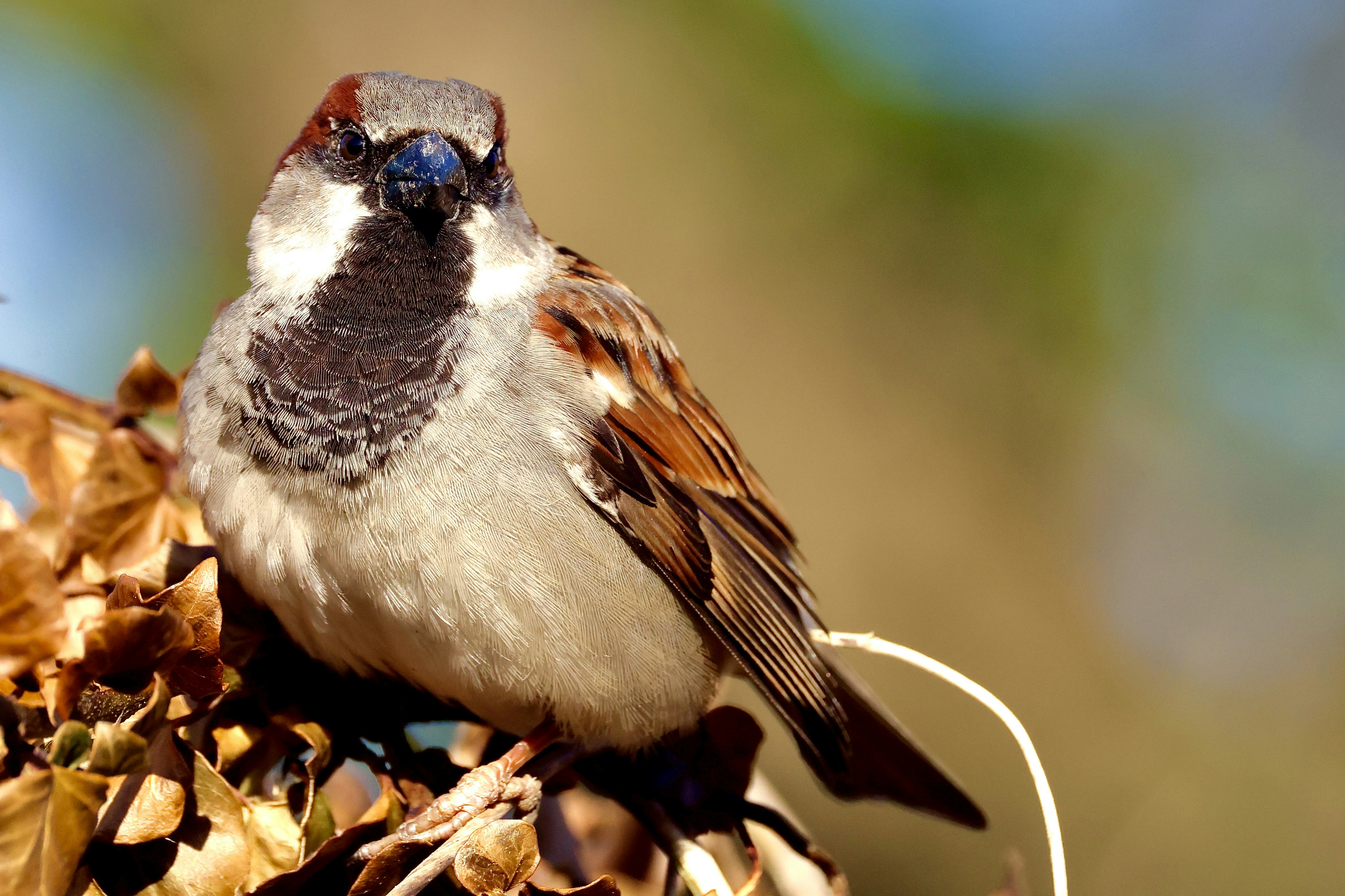 Near-Sighted Watcher on Autumn Fronds
