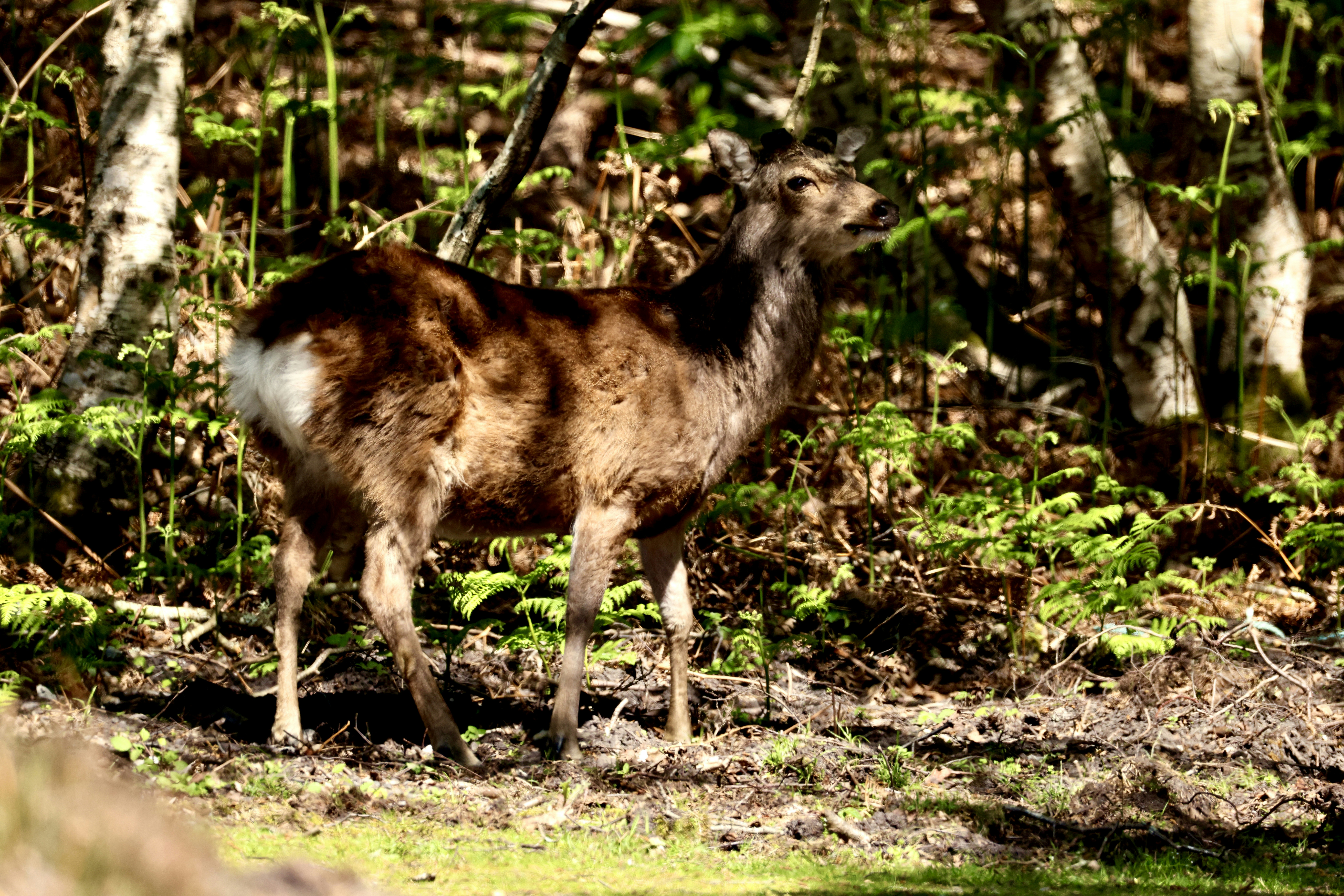 Mist-Soft Stalker: A Deer Pauses in Dappled Light