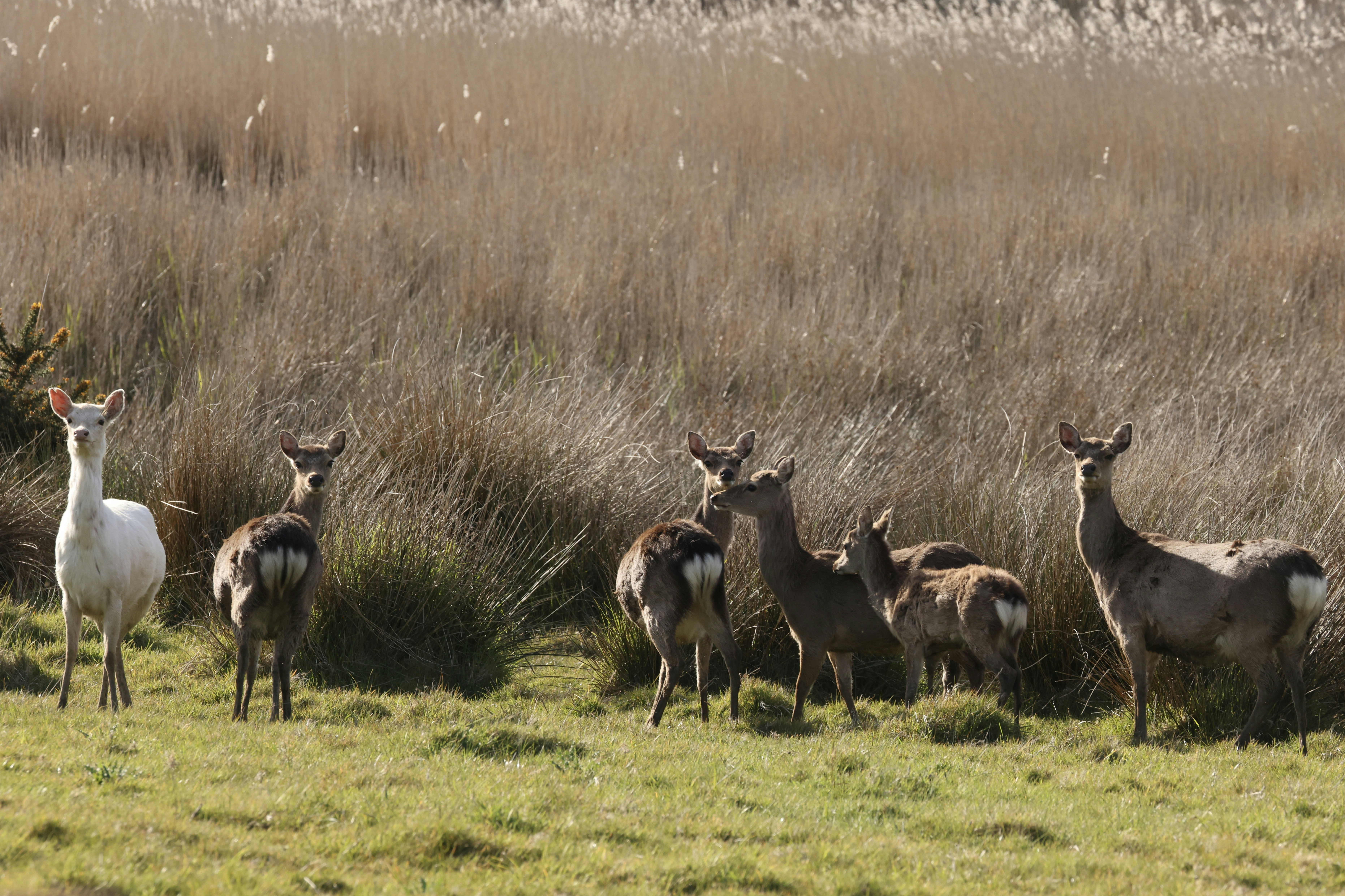 Wildfowl Across the Meadow: A Herd of Deer at Dusk