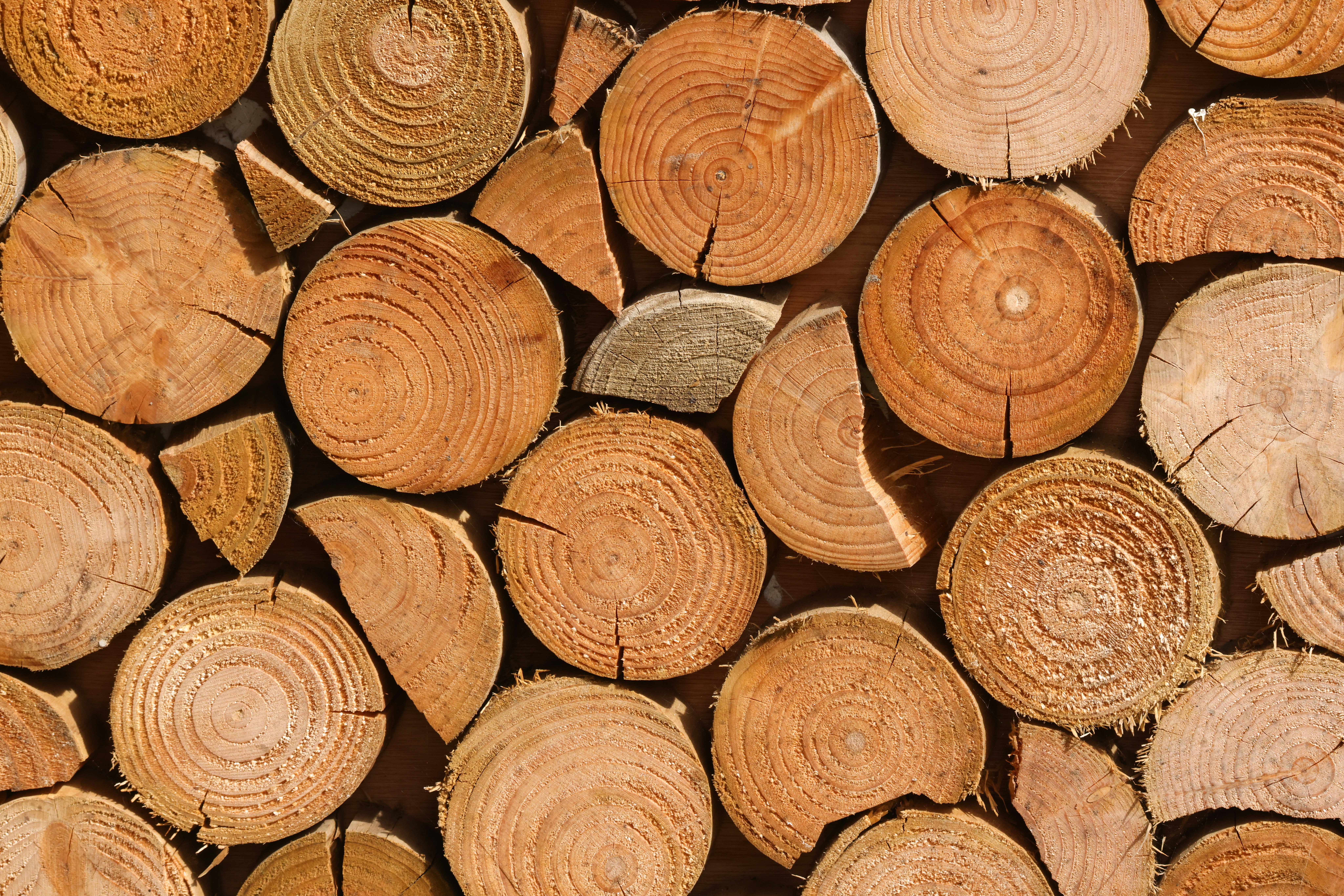 Close-up of stacked cut log ends showing concentric growth rings and rough ends; emphasizes natural wood texture and warm tones.