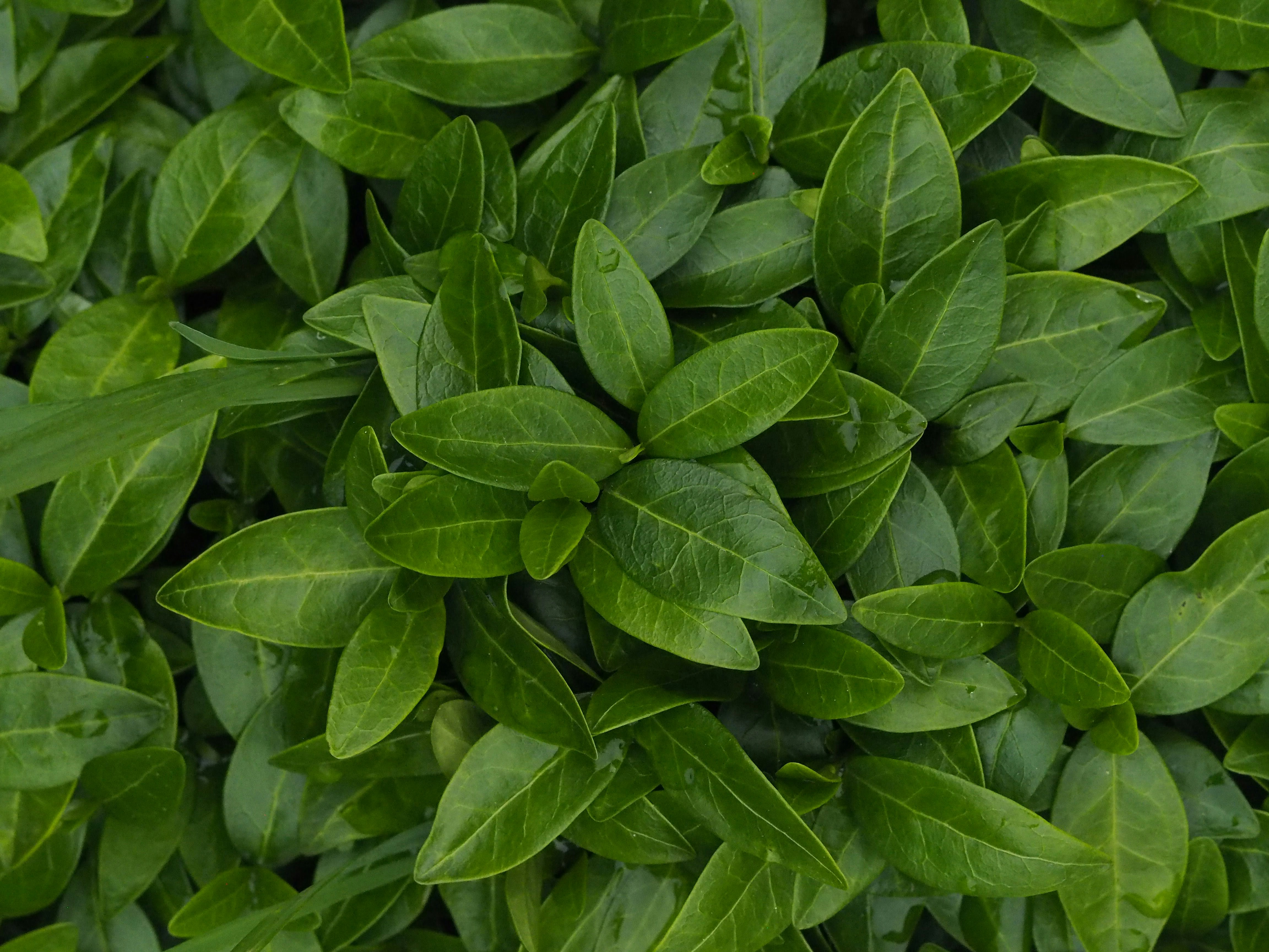 Emerald Cloak: Close-Up of Dense Green Foliage