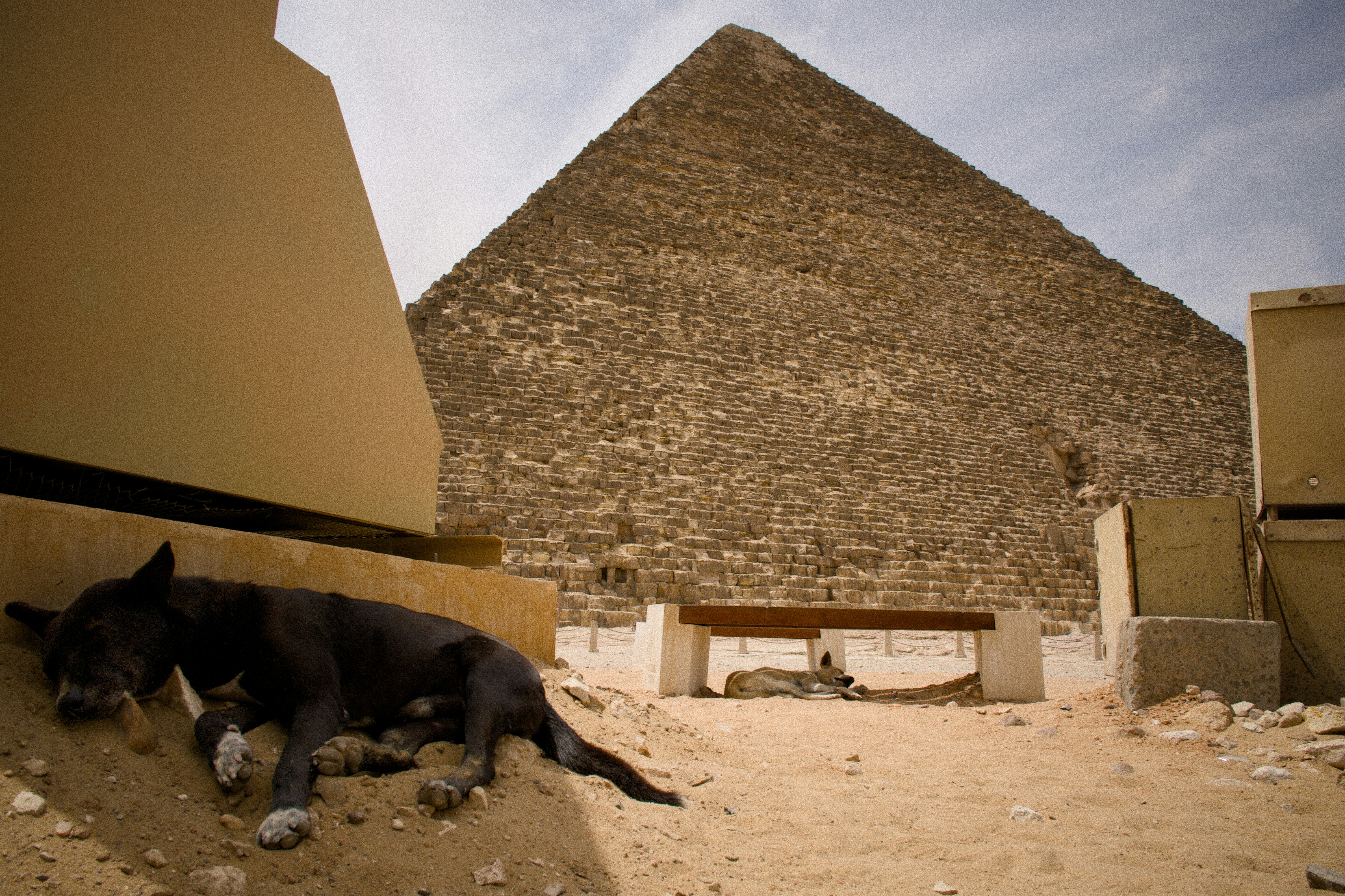 Sun-Baked Rest: Slumbering Hounds near an Ancient Pyramid