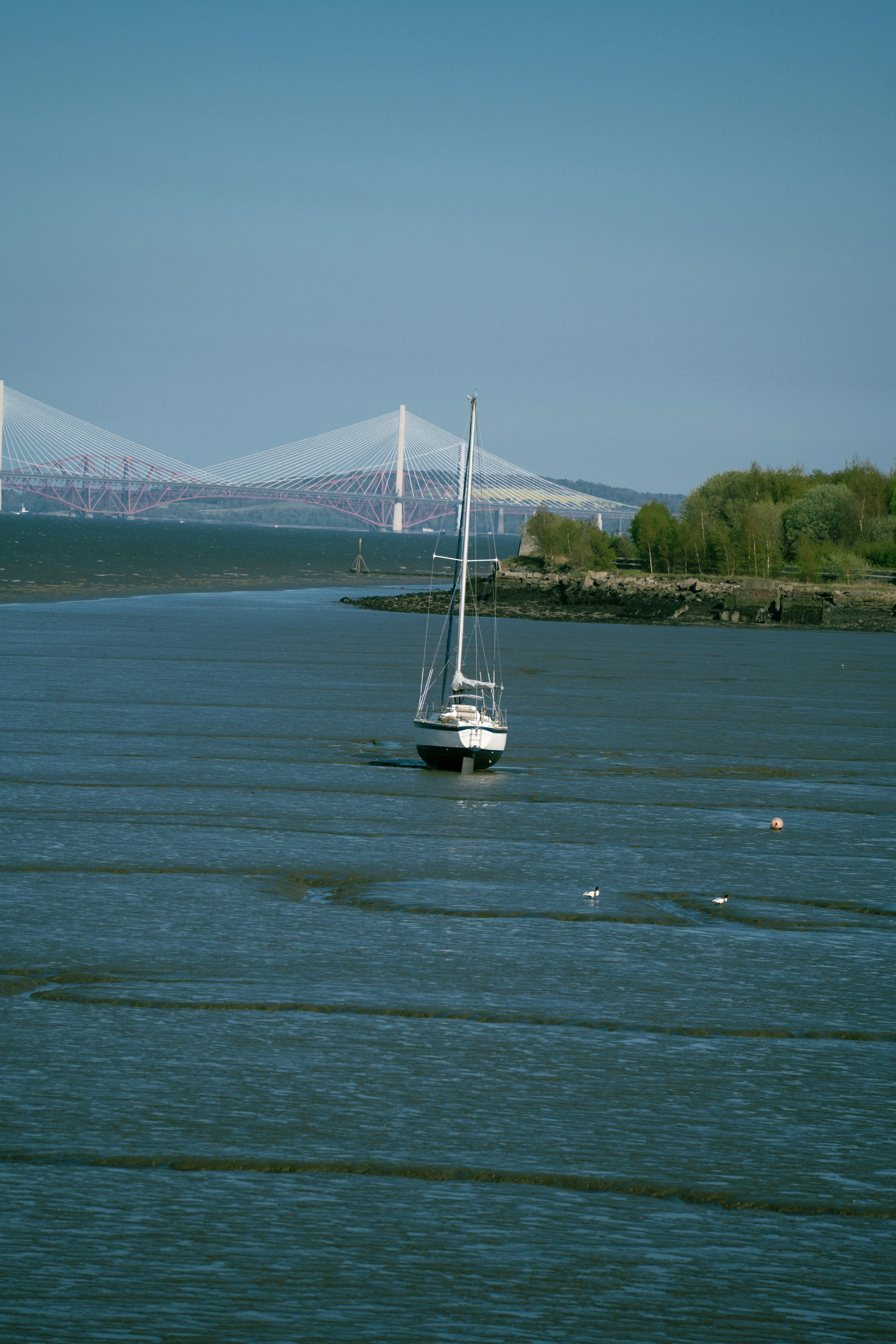 Sailboat on Calm River Under a Modern Cable-Stayed Bridge