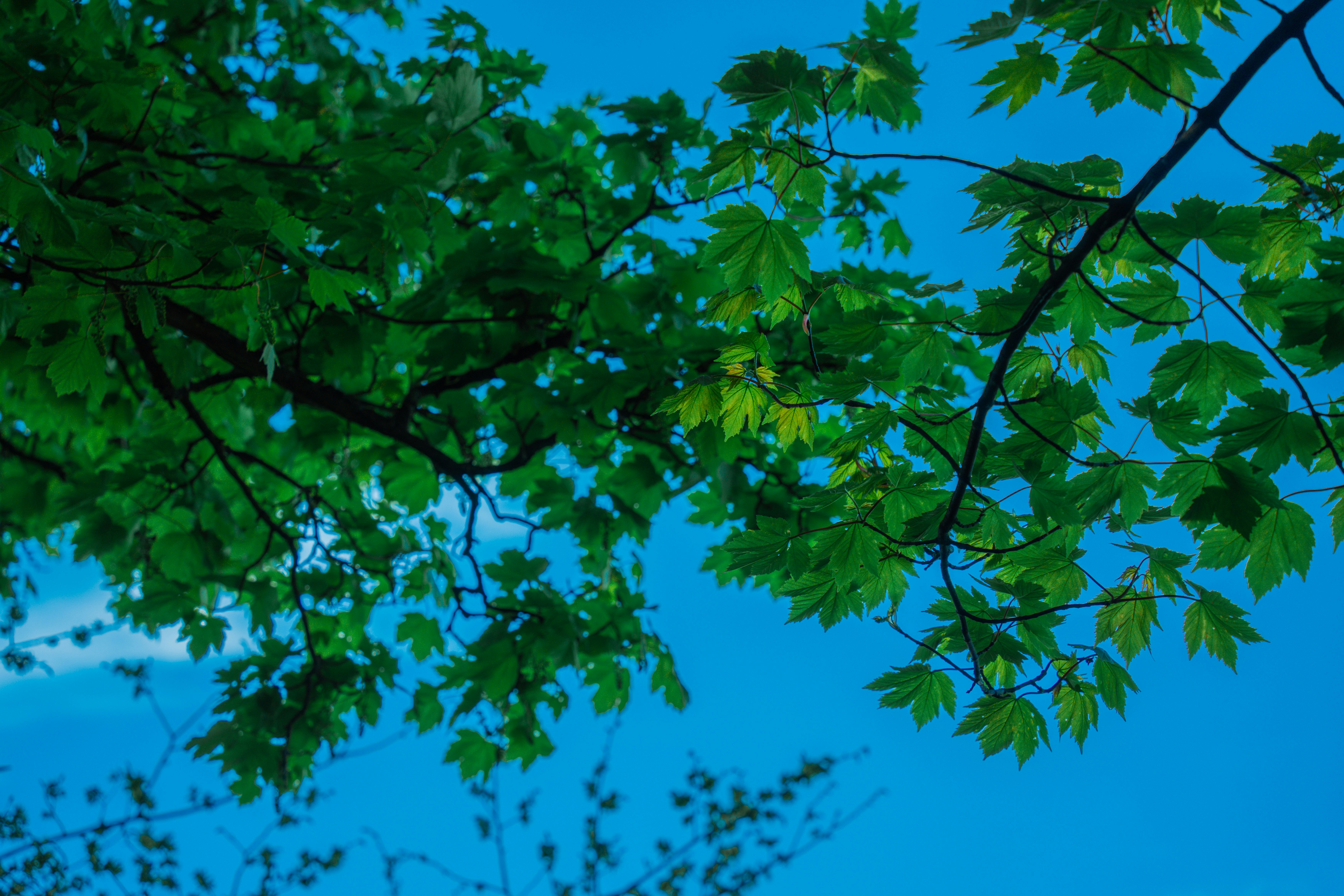 Verdant Canopy Against a Clear Blue: Branches Reaching Toward the Sky