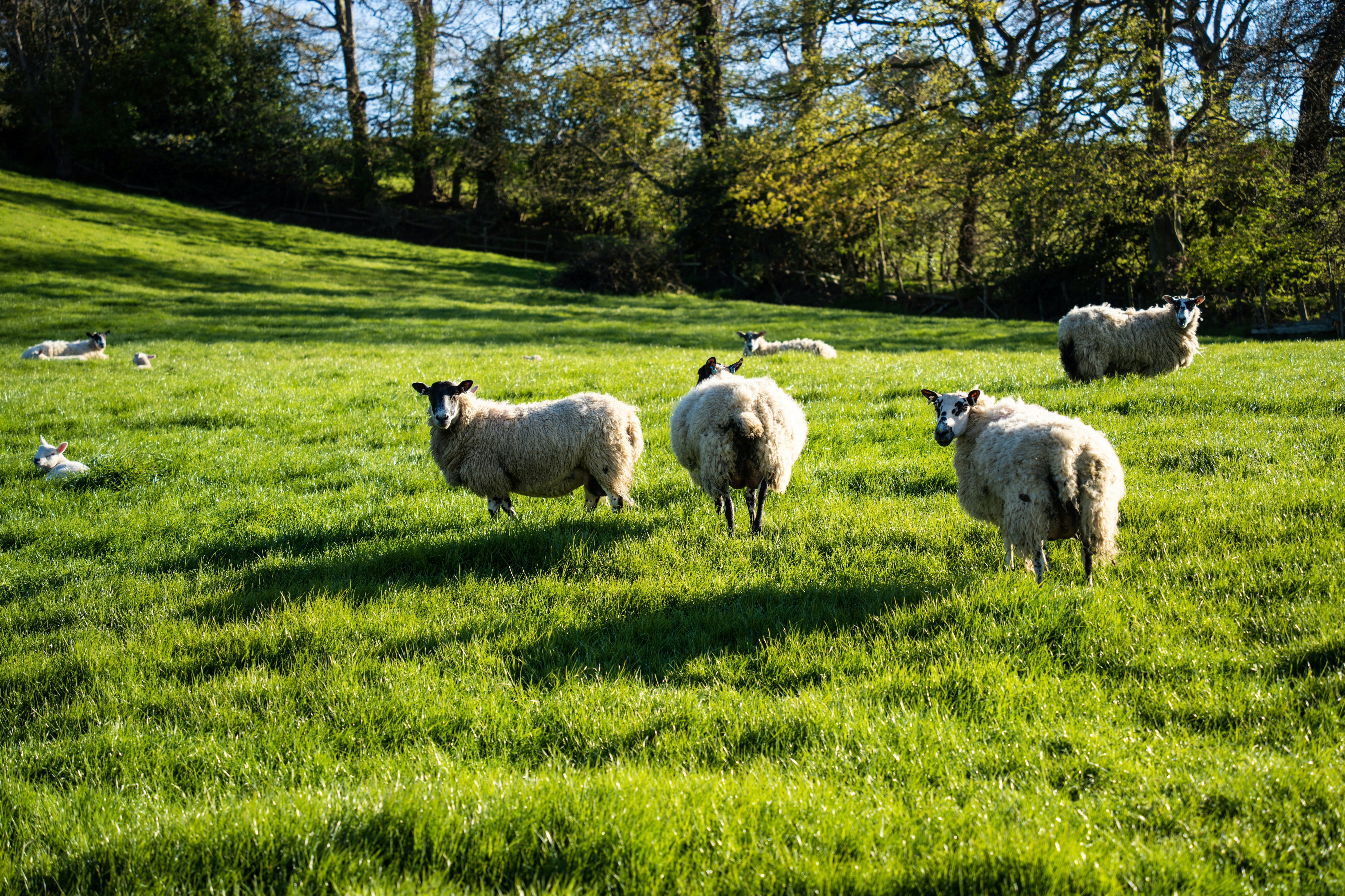 A flock at pasture: sunlit wool and distant trees
