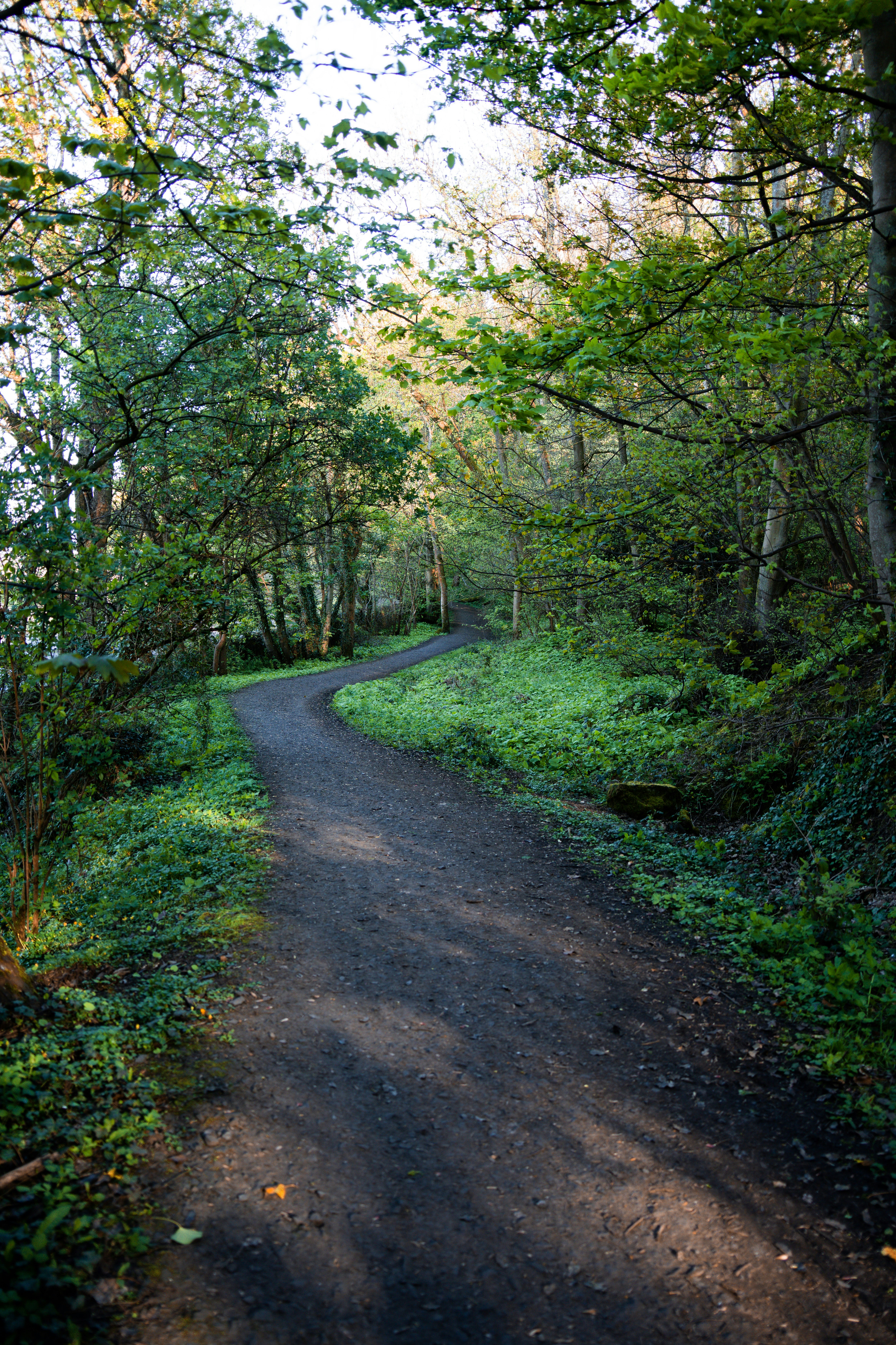 Forest Path Unfolding: A Quiet Bend Through Dappled Light