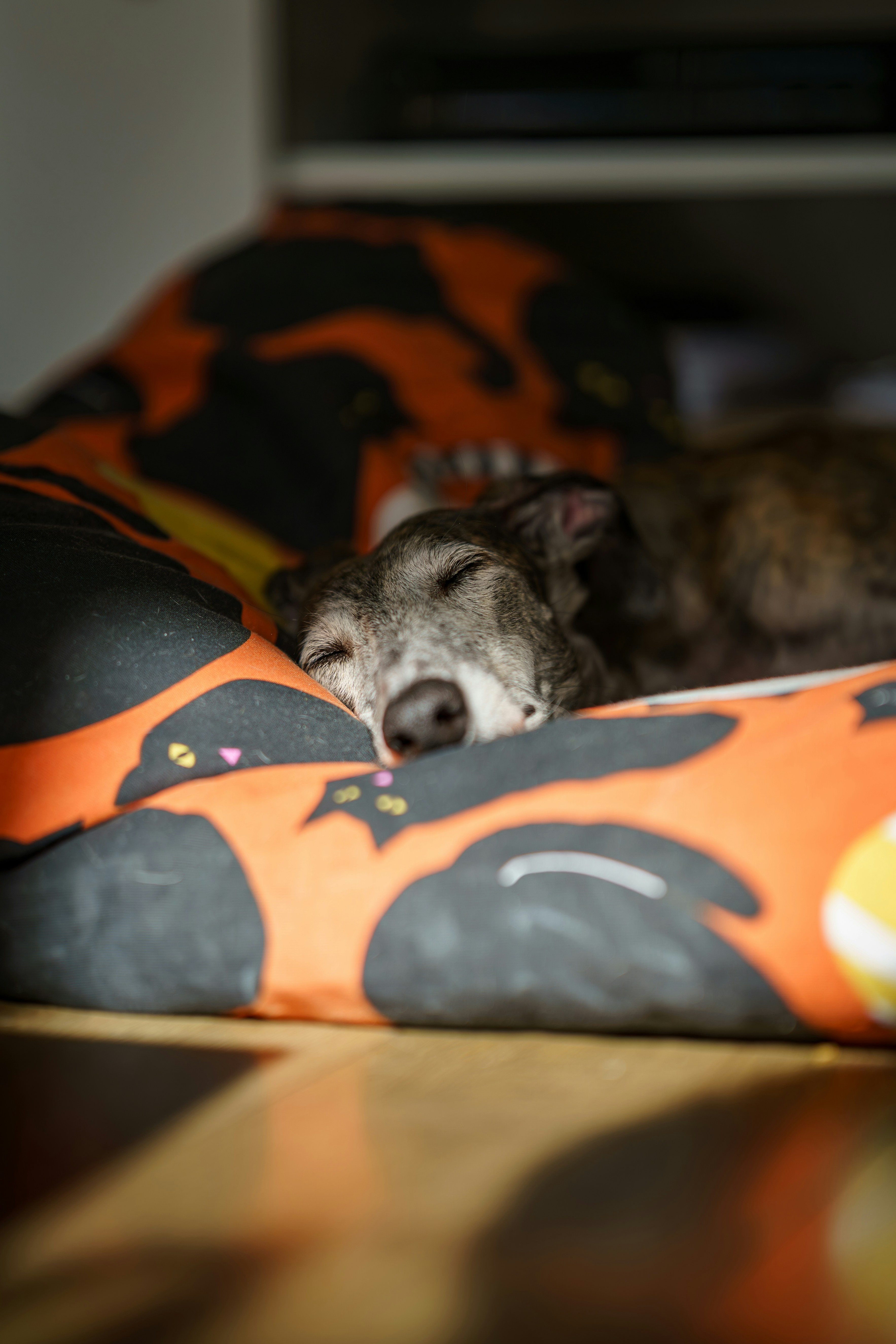 Naps in the Night Shelter: A Quiet Dog Comfortably Resting on a Plush Cushion
