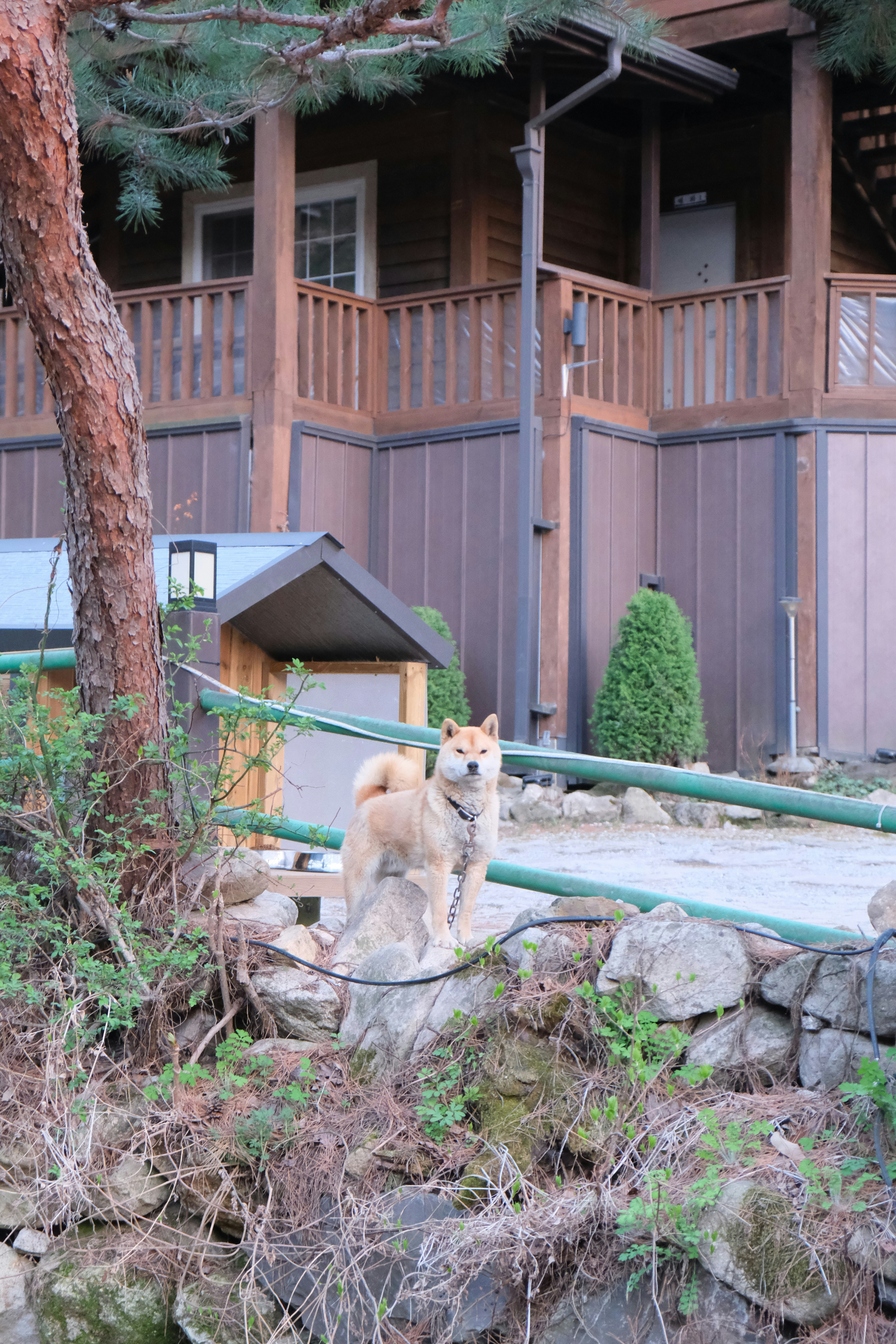 Shiba Scout by the Basin Gate