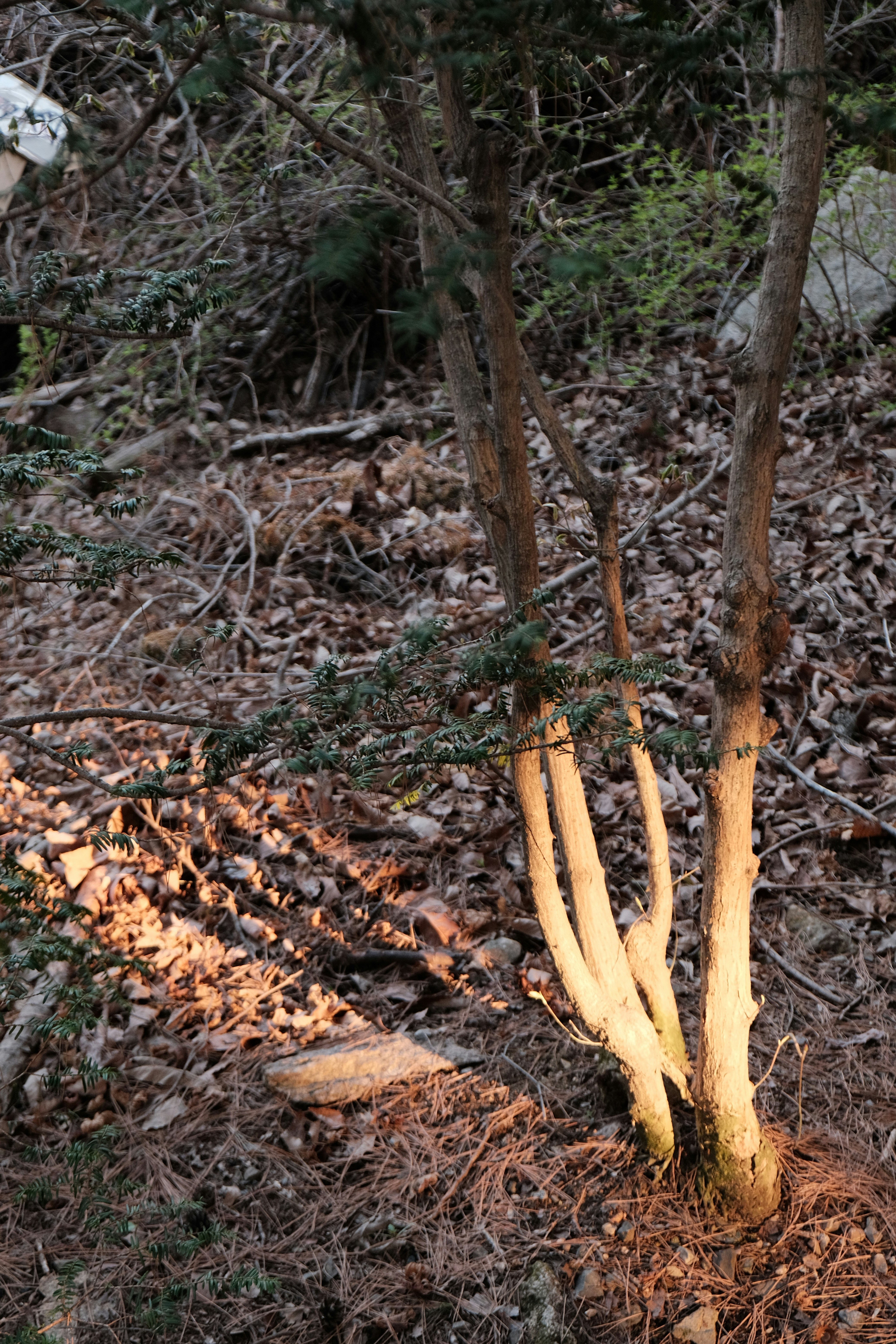 Sunlit Trunk Ensemble in Quiet Underbrush