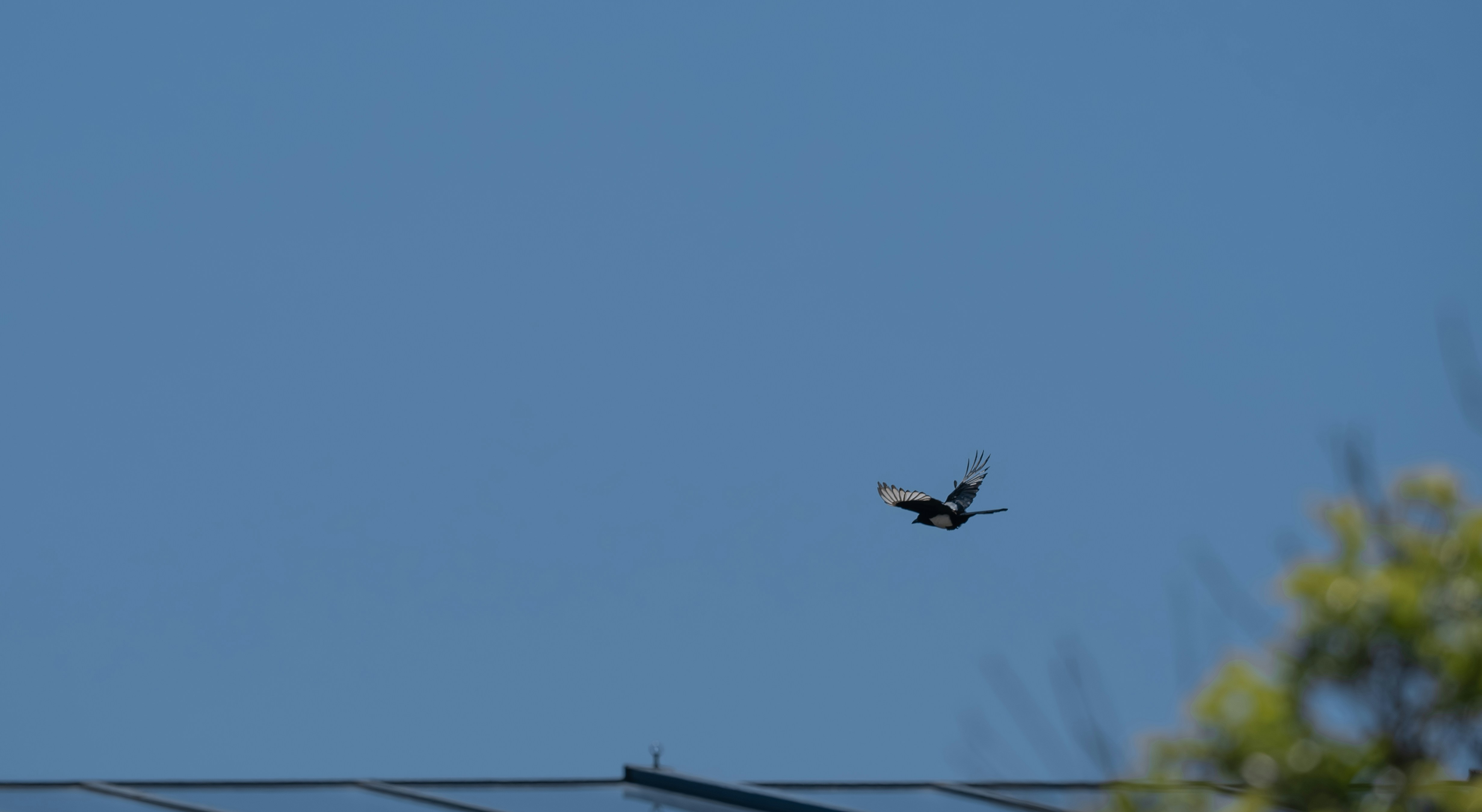 Midday Flyover: A lone swift Crossing a Clear Sky