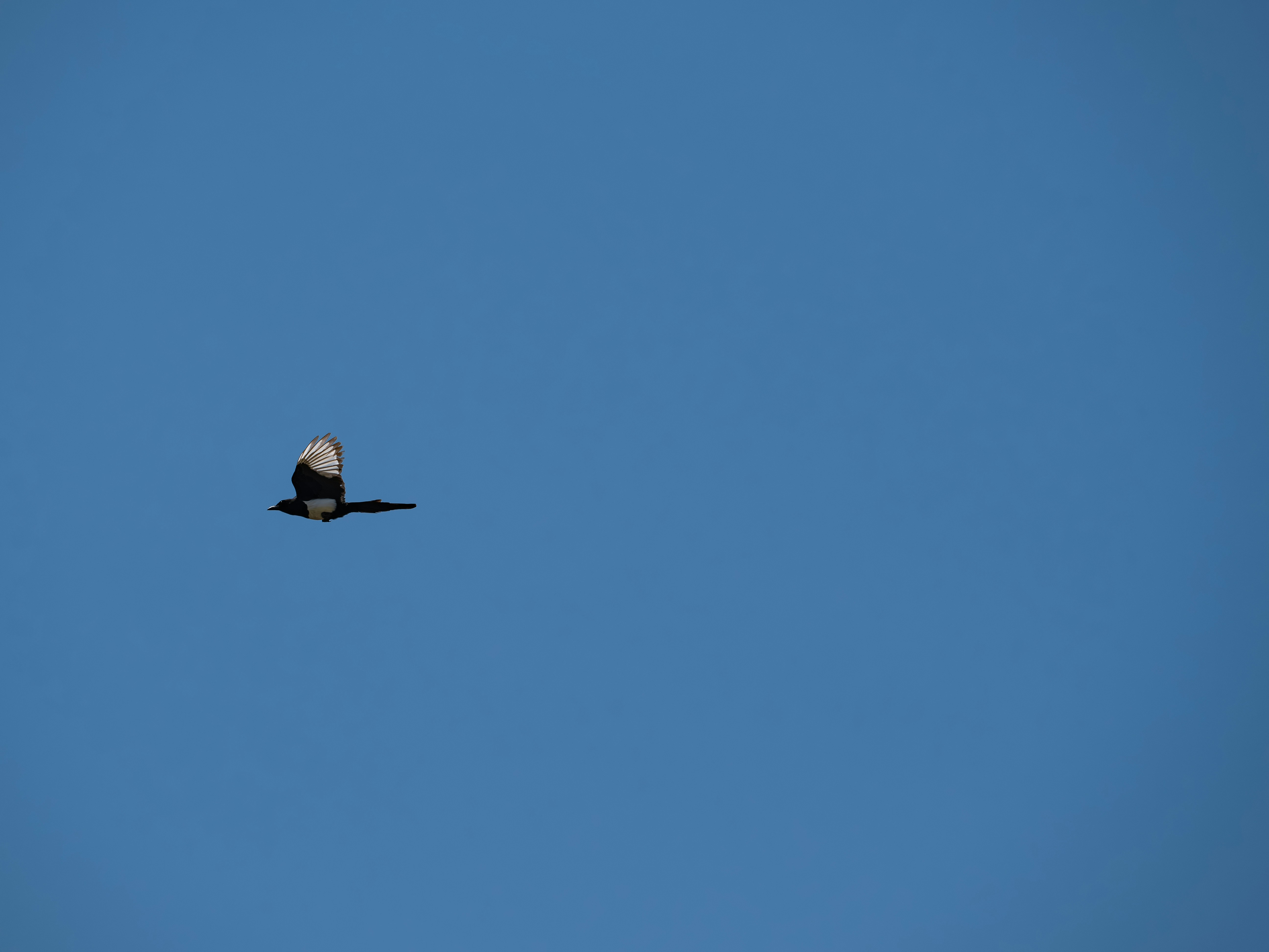Solitary Wingbeat: A Single Bird Against a Vast Sky