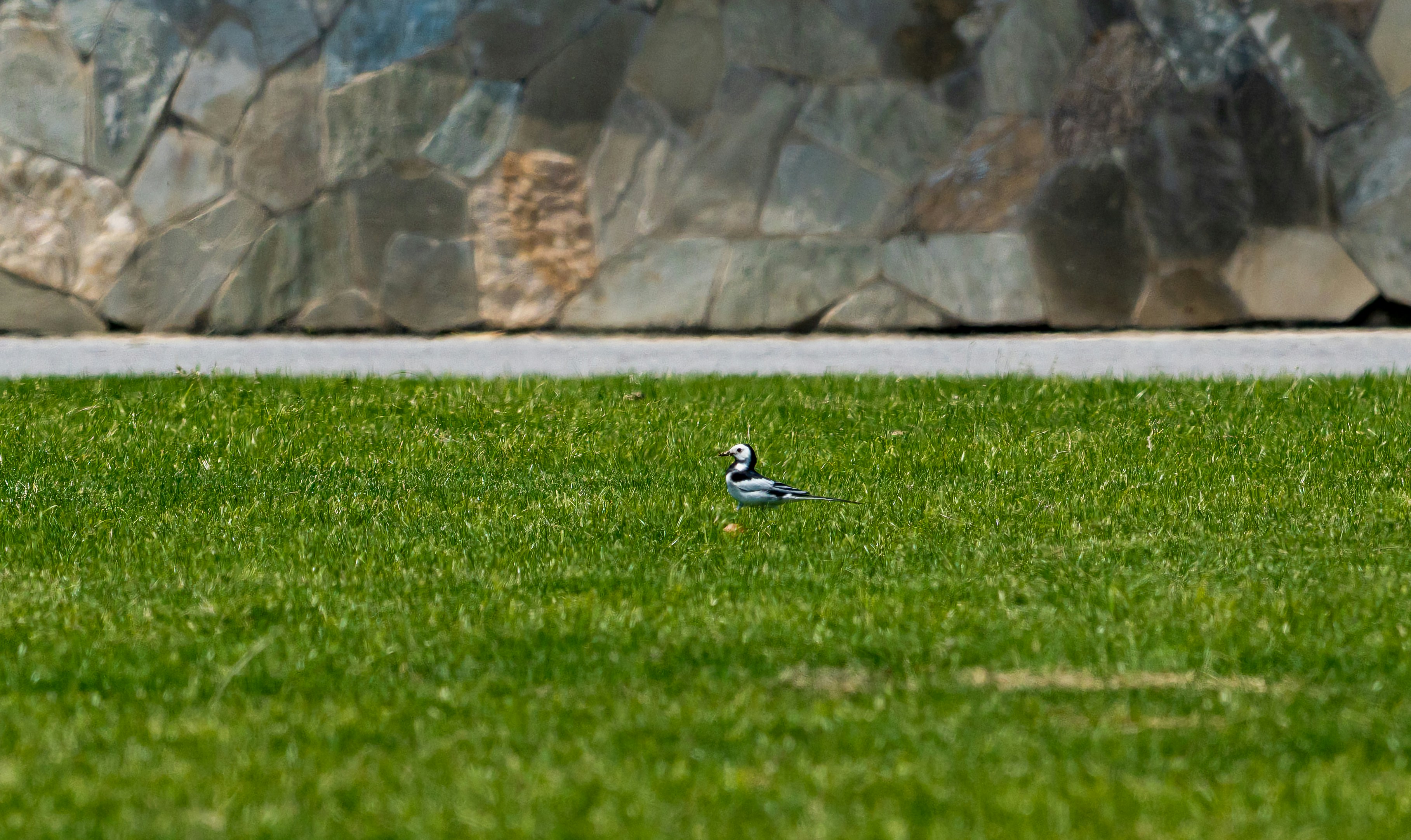 A solitary Lapwing in a sunlit parkscape